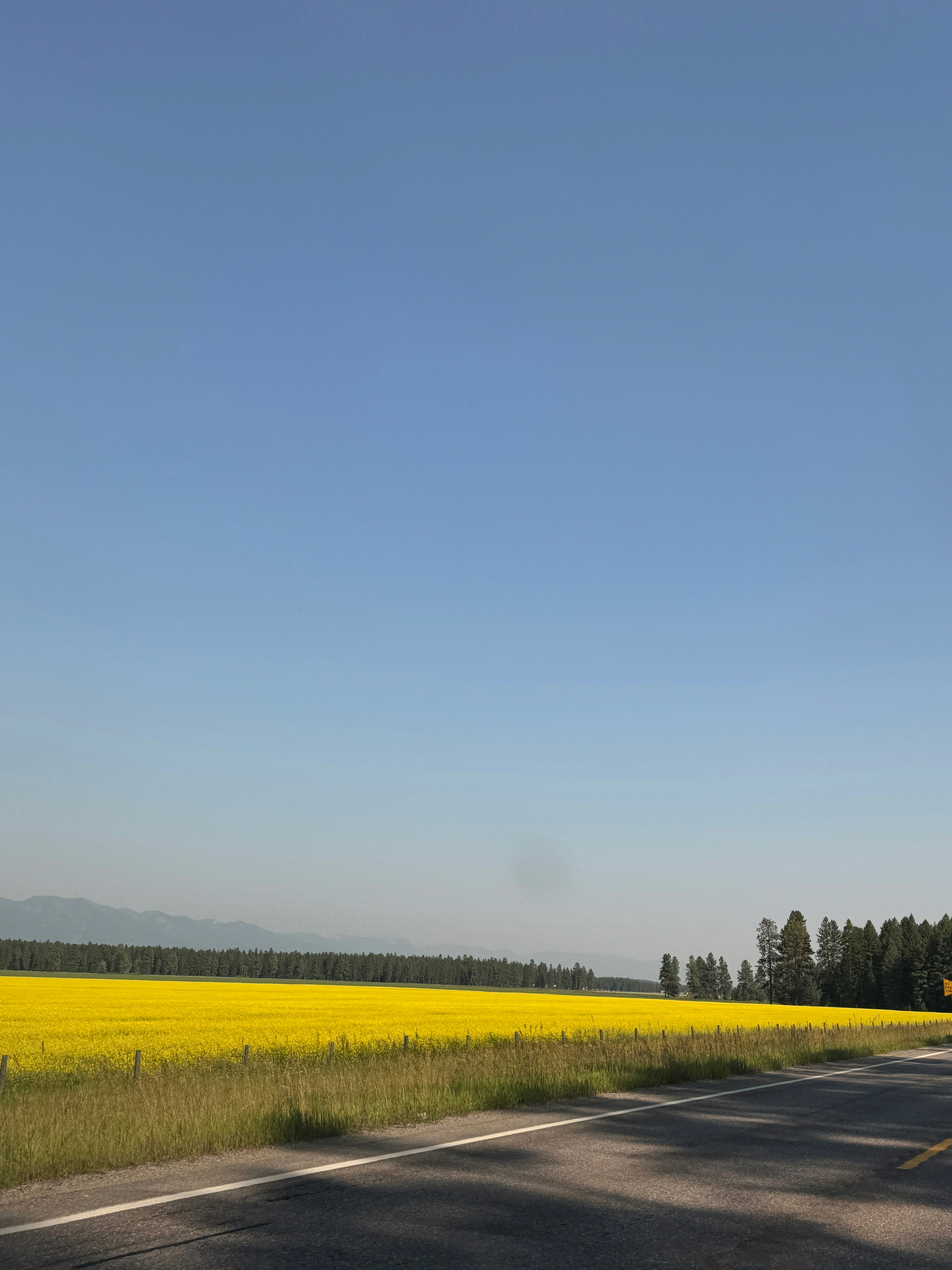 Canola Sea along a Quiet Highway horizon