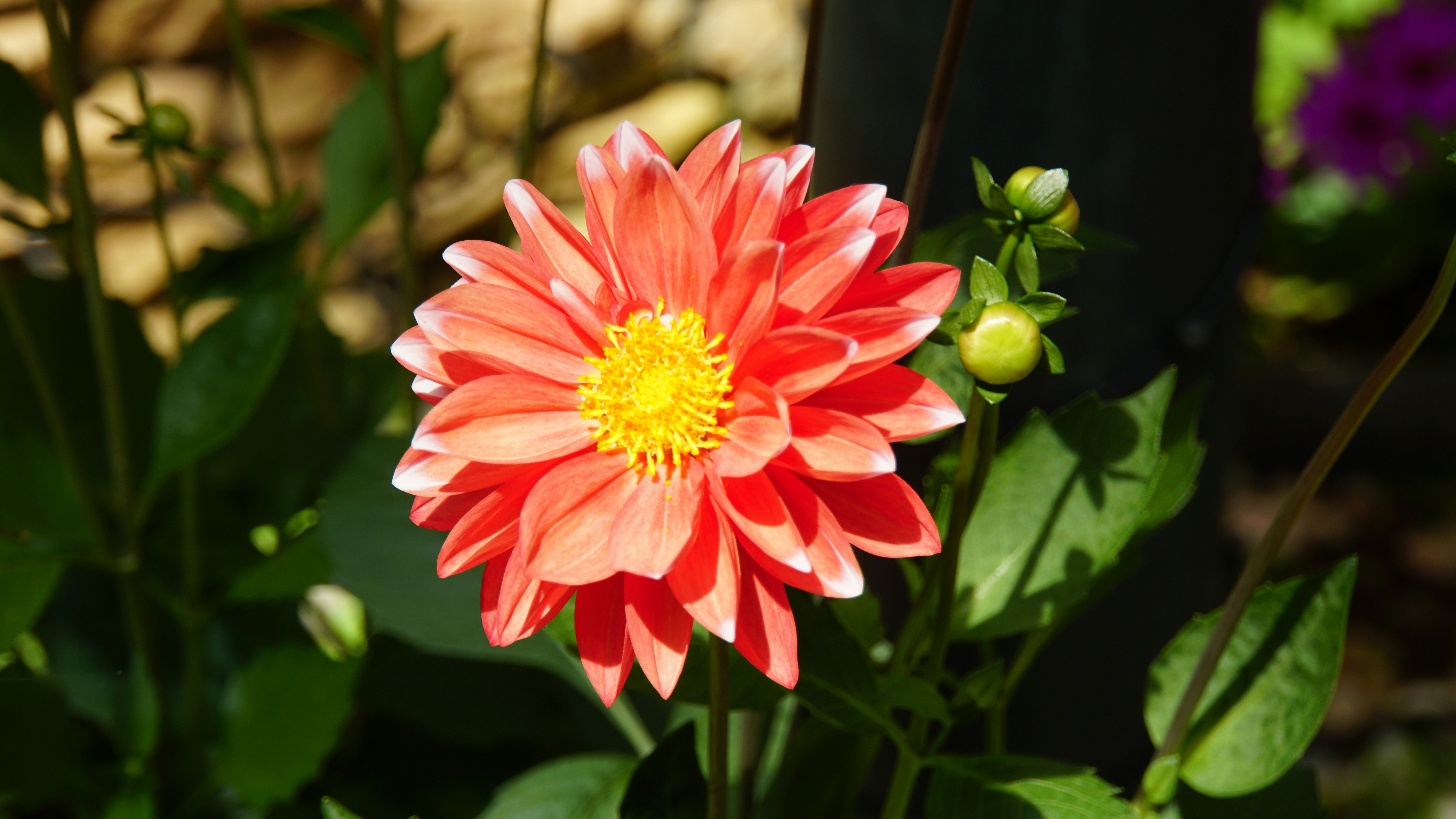  coral-red zinnia in sharp focus against leafy backdrop