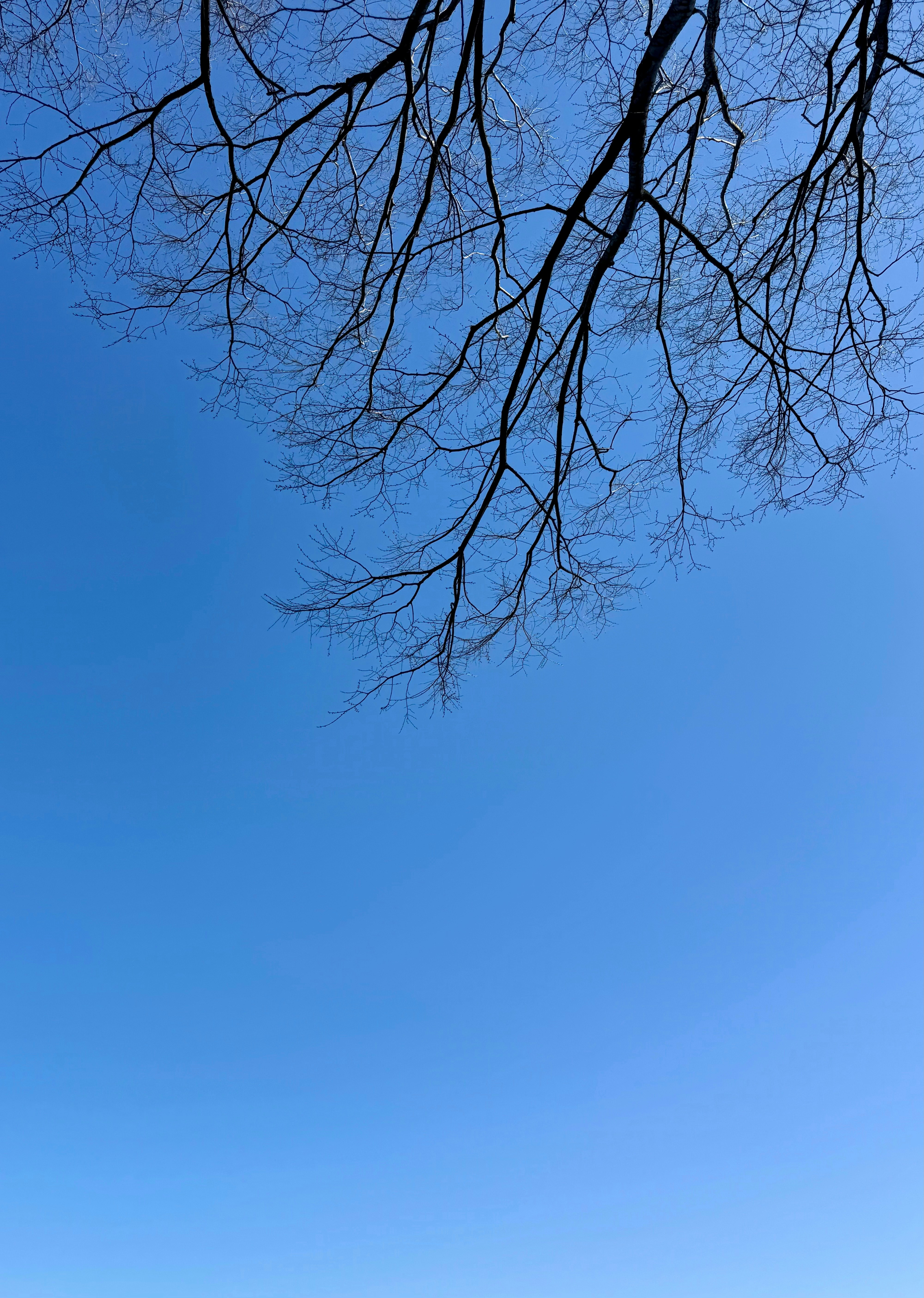 Slim, leafless tree branches stretch across a vivid blue sky, creating a minimal, abstract landscape.