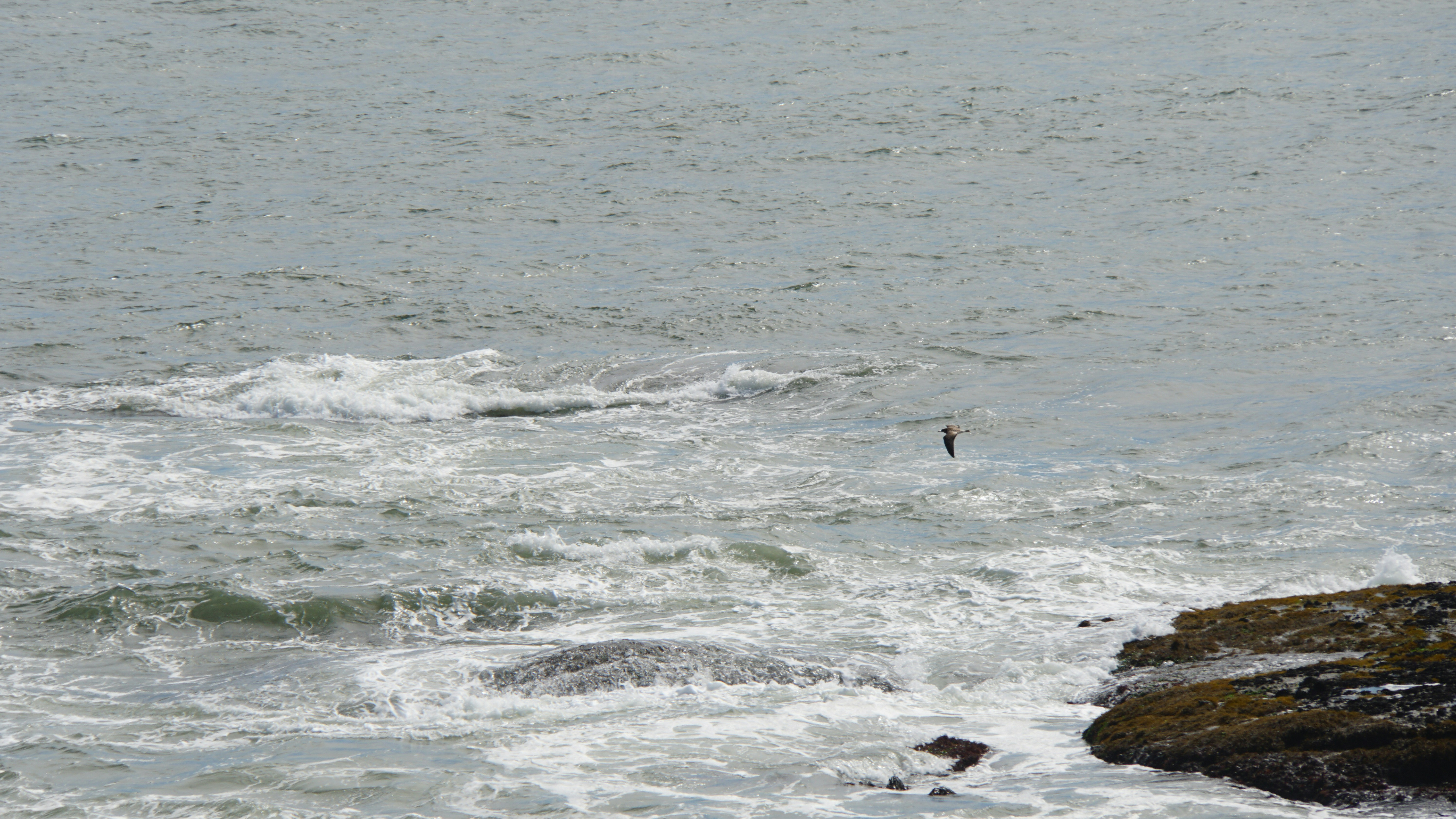 A lone surfer rides a distant break beyond rocky coastline