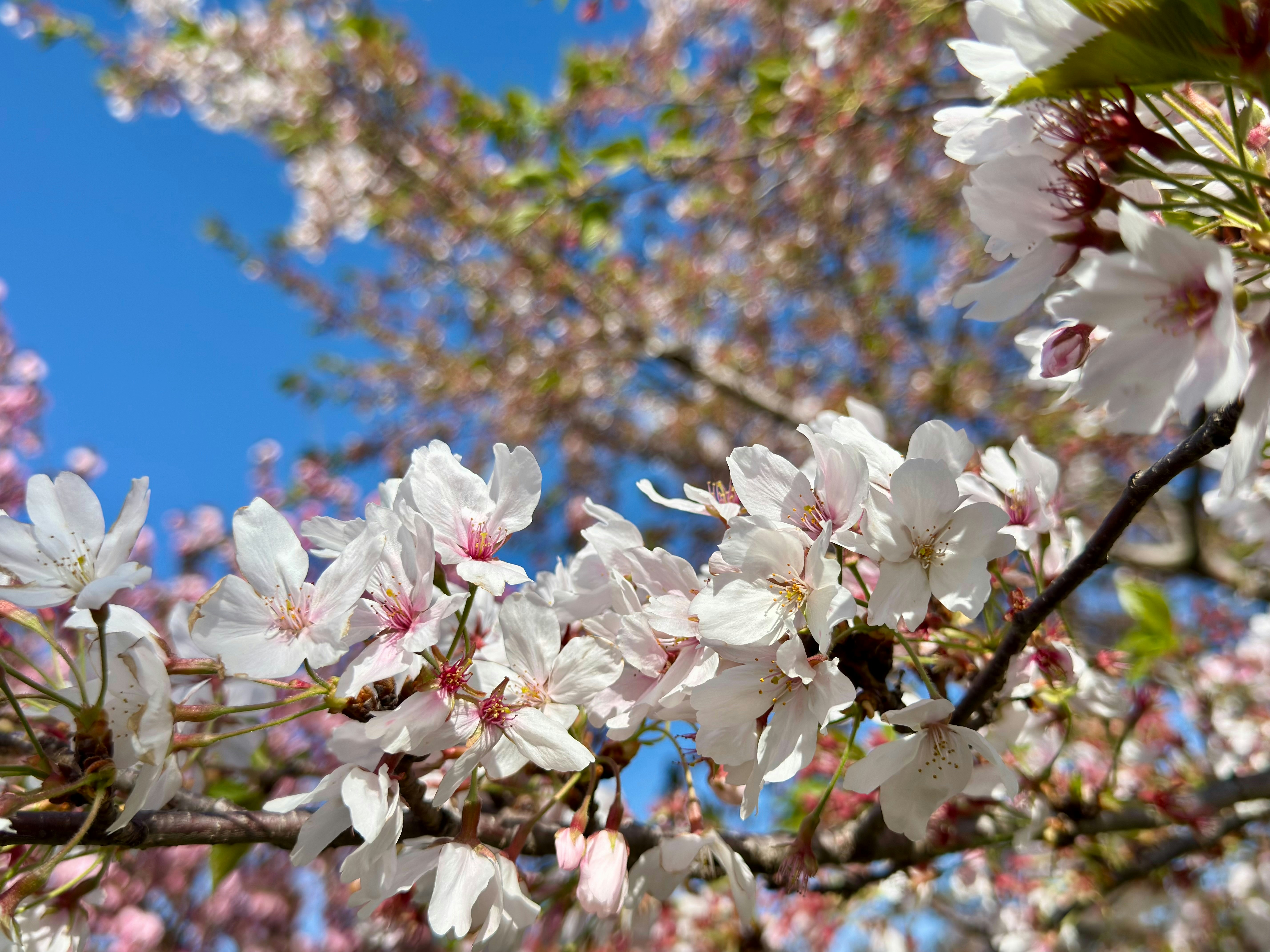 Blossom Chorus: White Petals Framing a Sunlit Branch