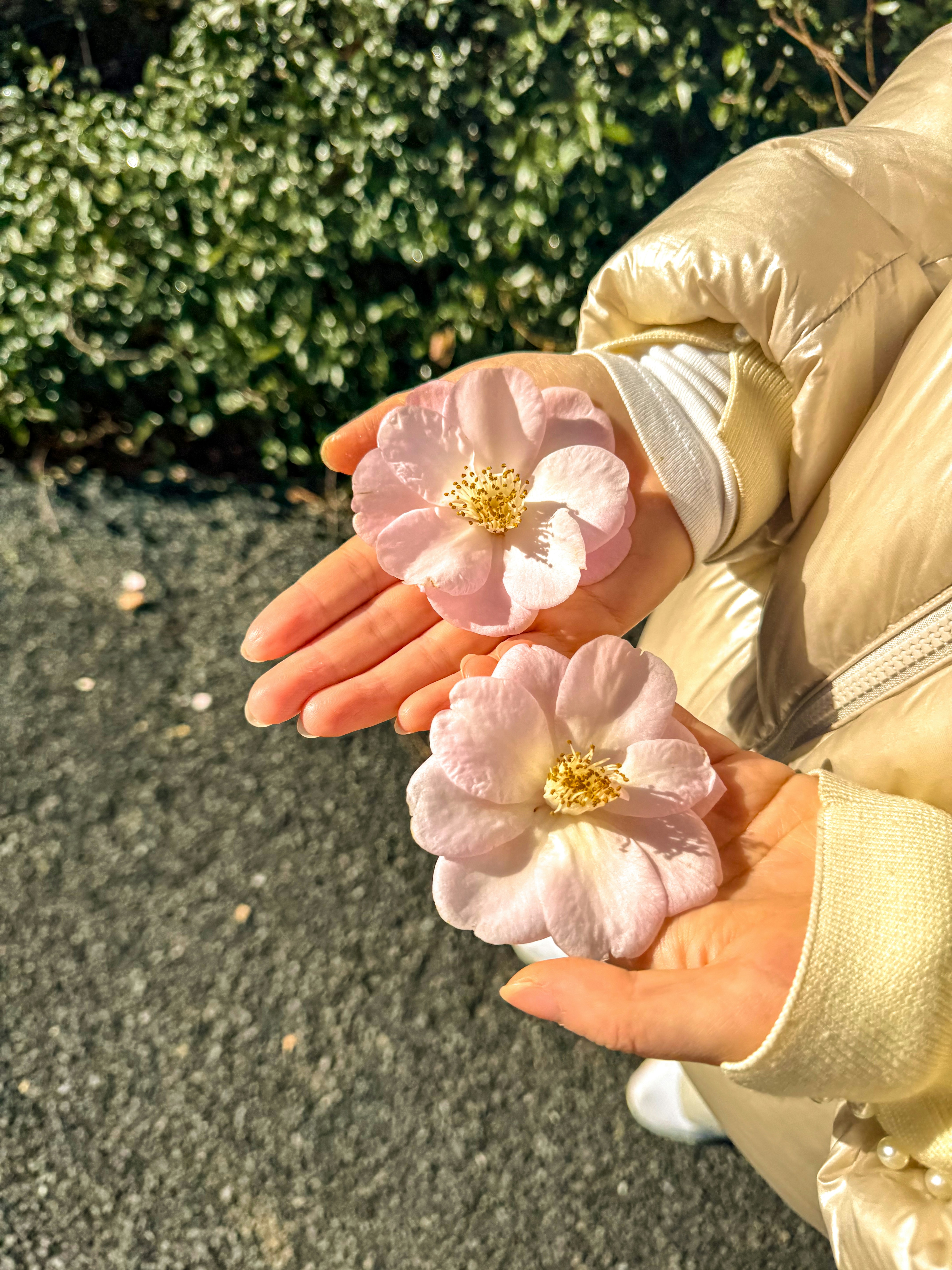Soft Pink Flowers Meet Warm Puffer Jacket in Sunlit Moment