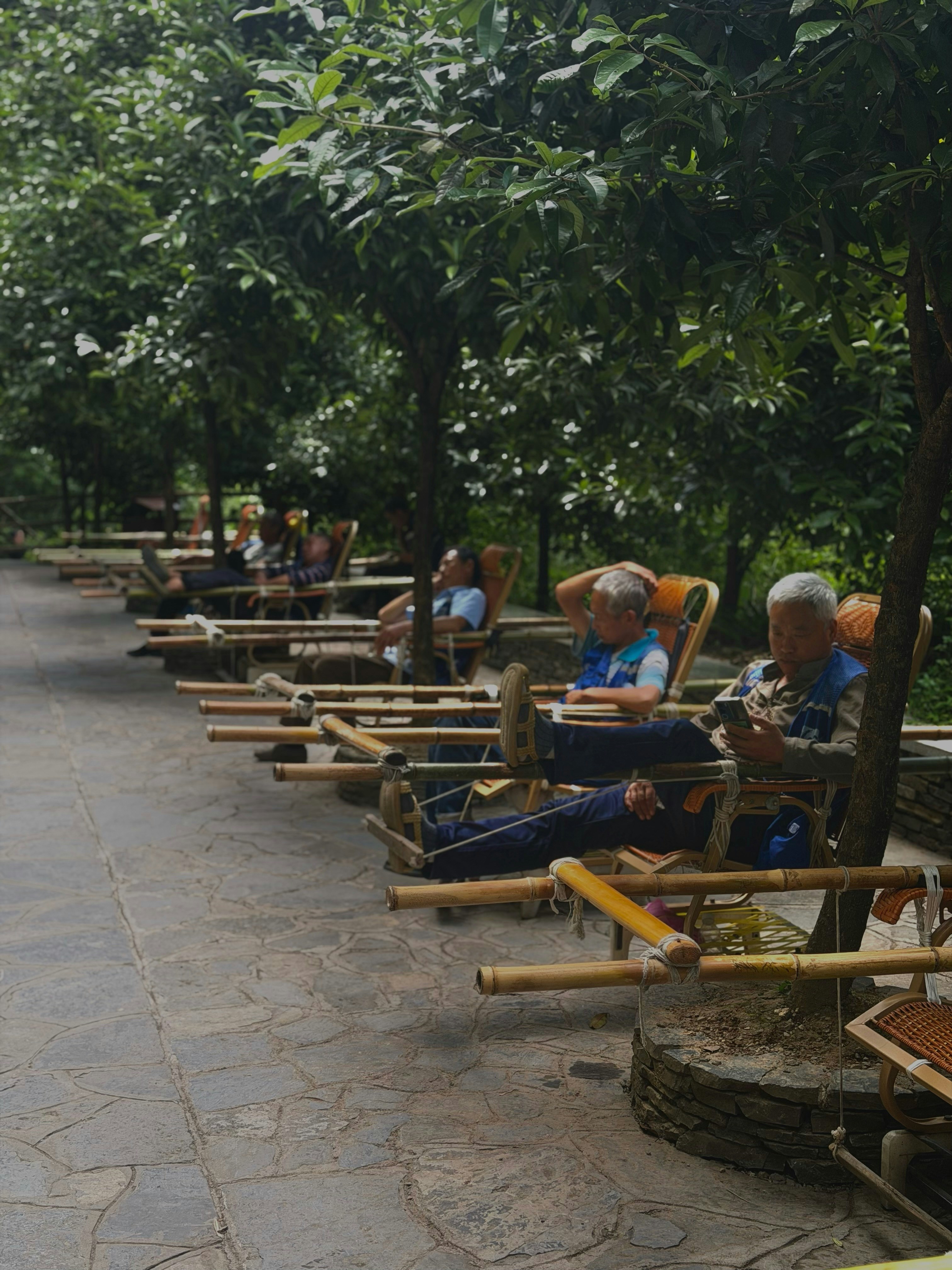 Tranquil Riverside Chairs: A Row of Elderly Loungers under Dappled Shade