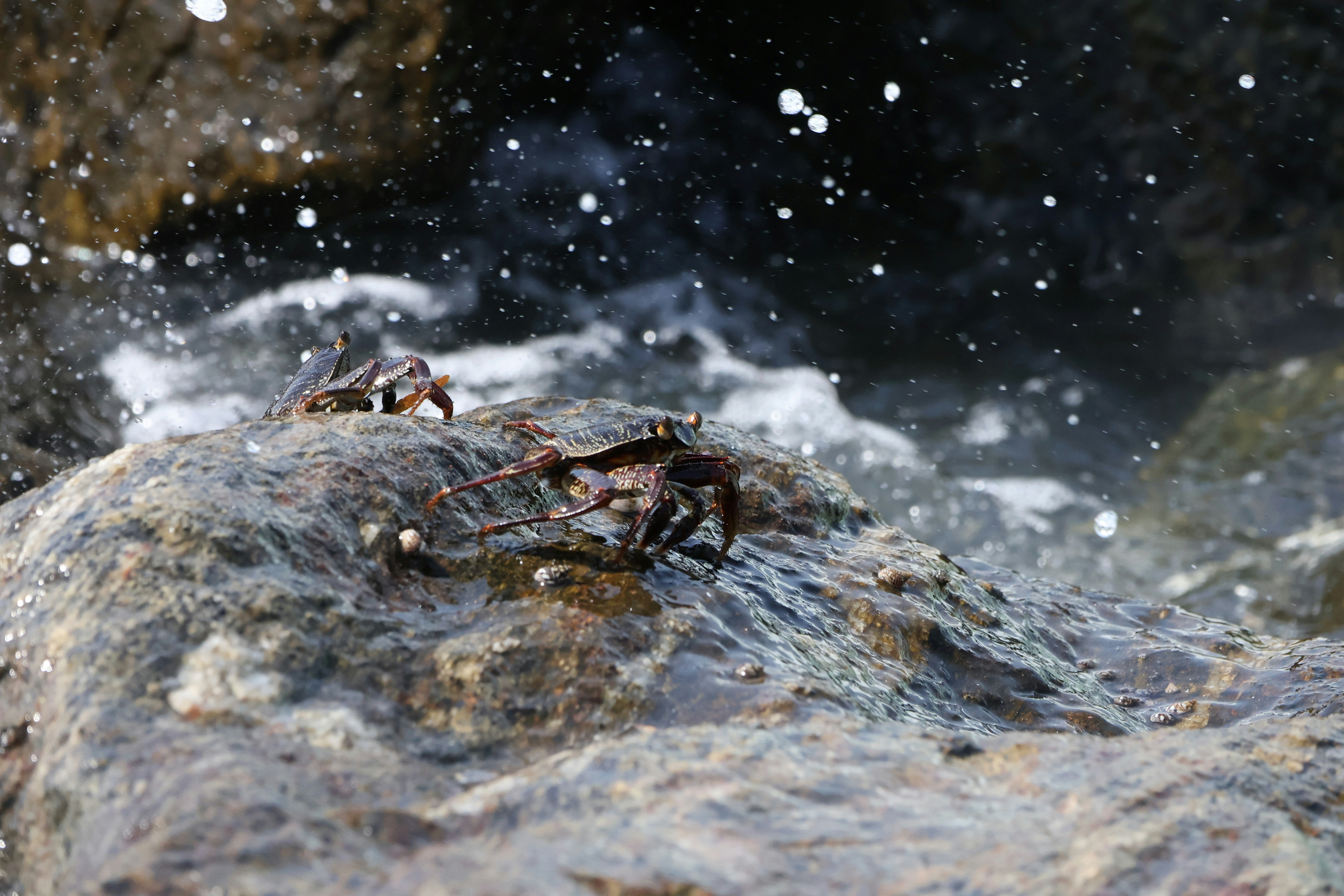 Crabs on moonlit basalt: a tidal standoff on slick rock
