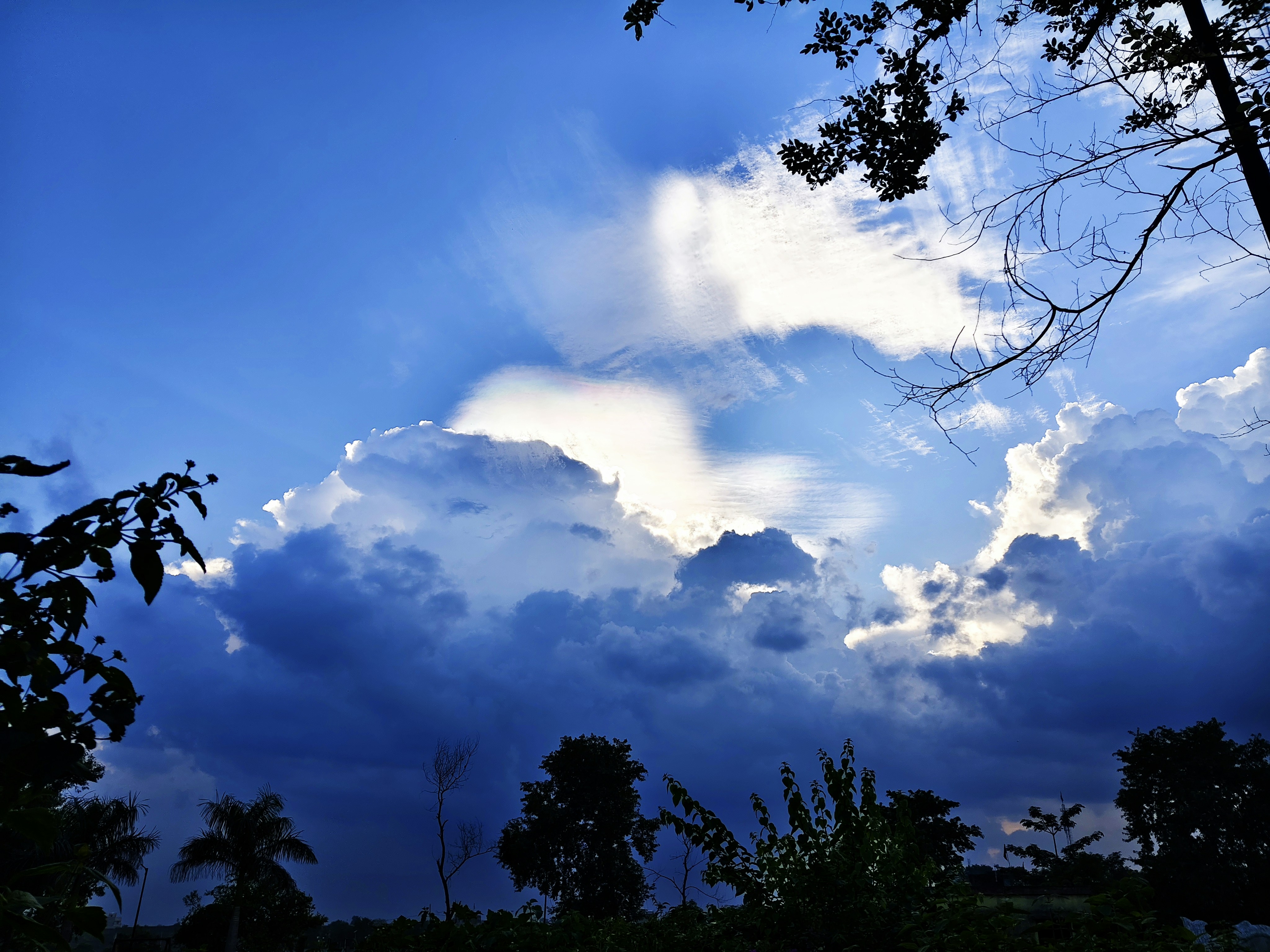 Skyward Silence: Clouds Crowned by Nightfall Trees