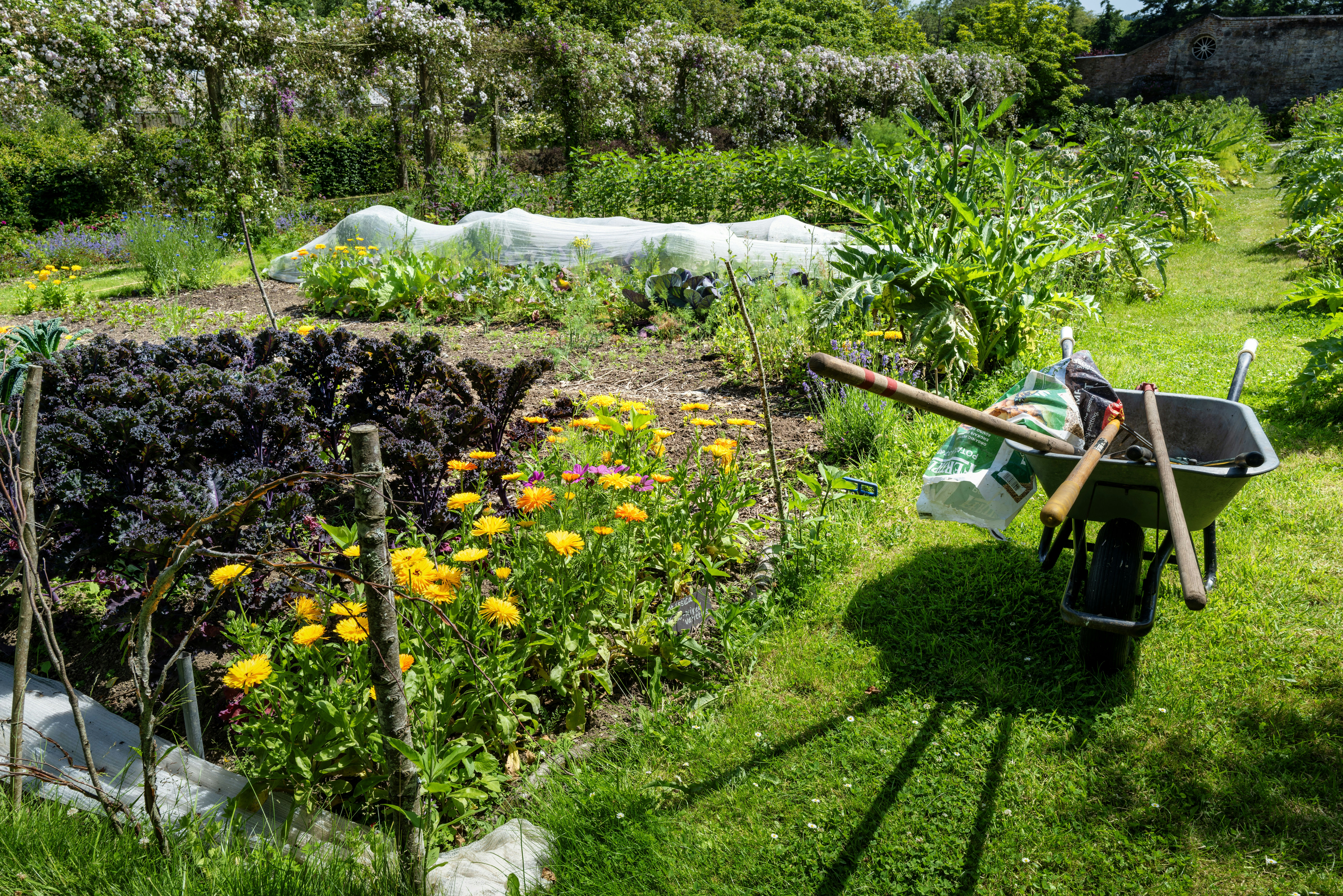 Colorful garden bed in full sun with blooming flowers, leafy greens, and a wheelbarrow near a tented row cover; foreground lawn and vibrant plants create a lively backyard scene.