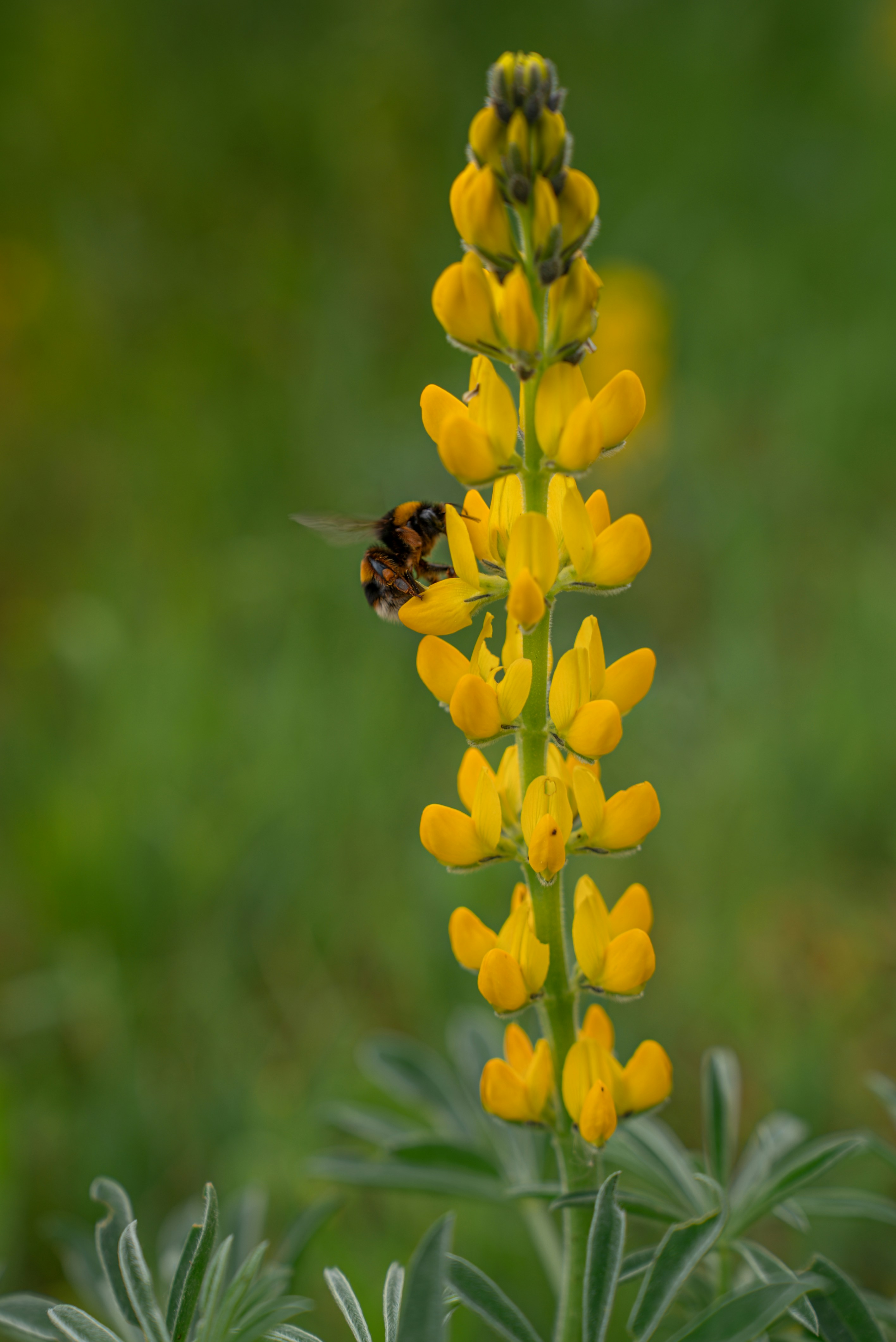 Buzzing toward the Golden Spike: a solitary bee on a lupine bloom