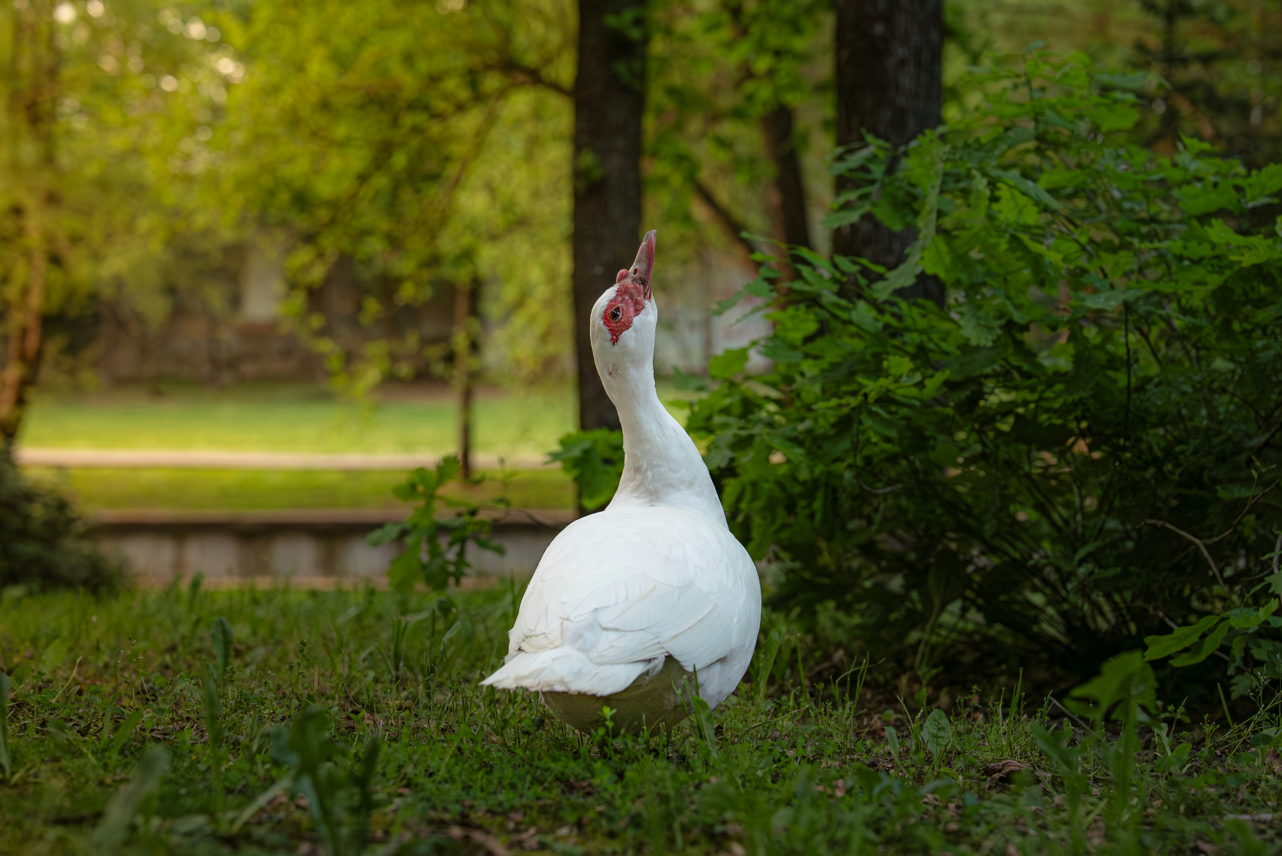 A white goose stands alert in a sunlit garden, surrounded by green foliage and a blurred background, conveying a calm moment in a park setting.
