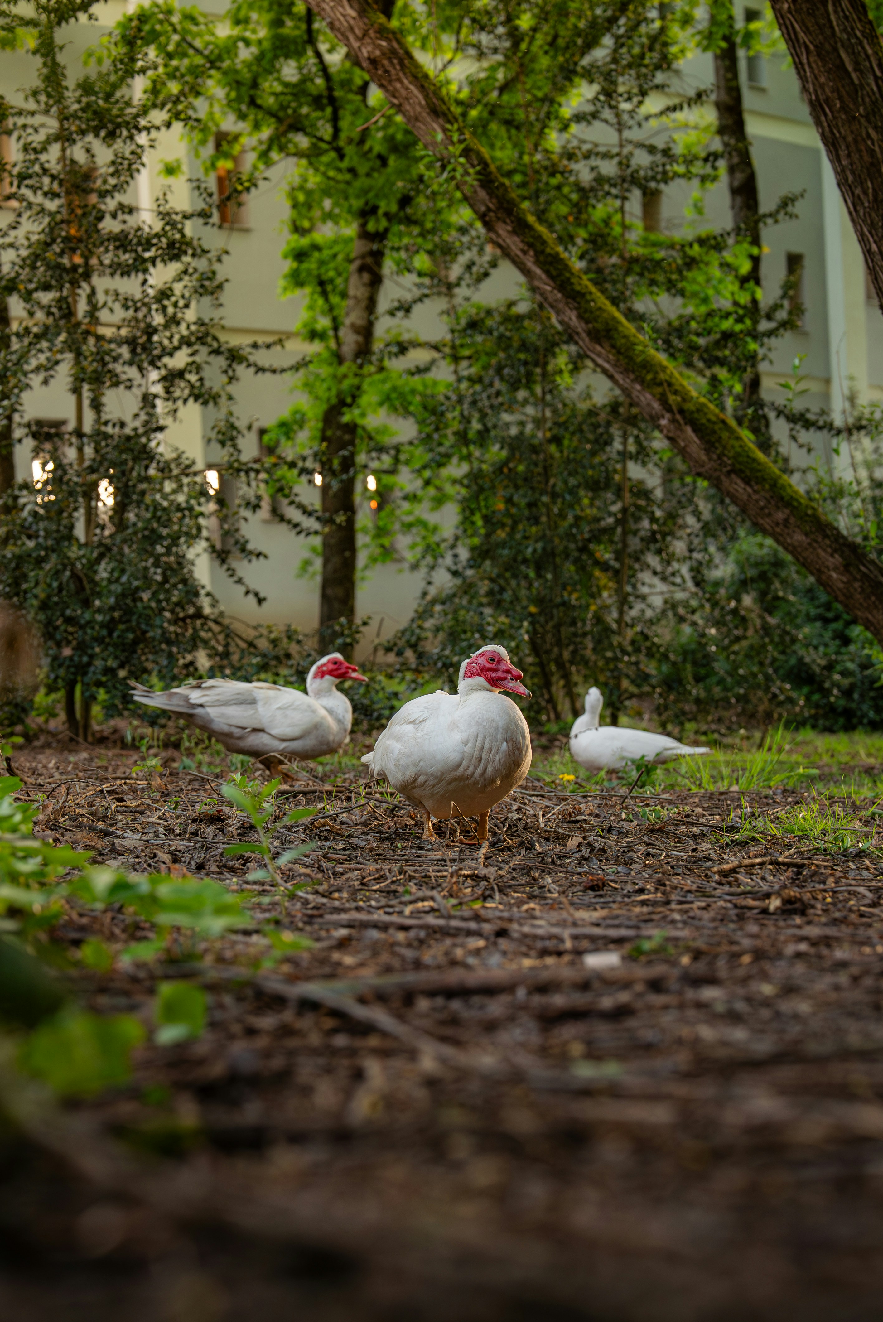 White ducks in a sunlit courtyard under leaning trees