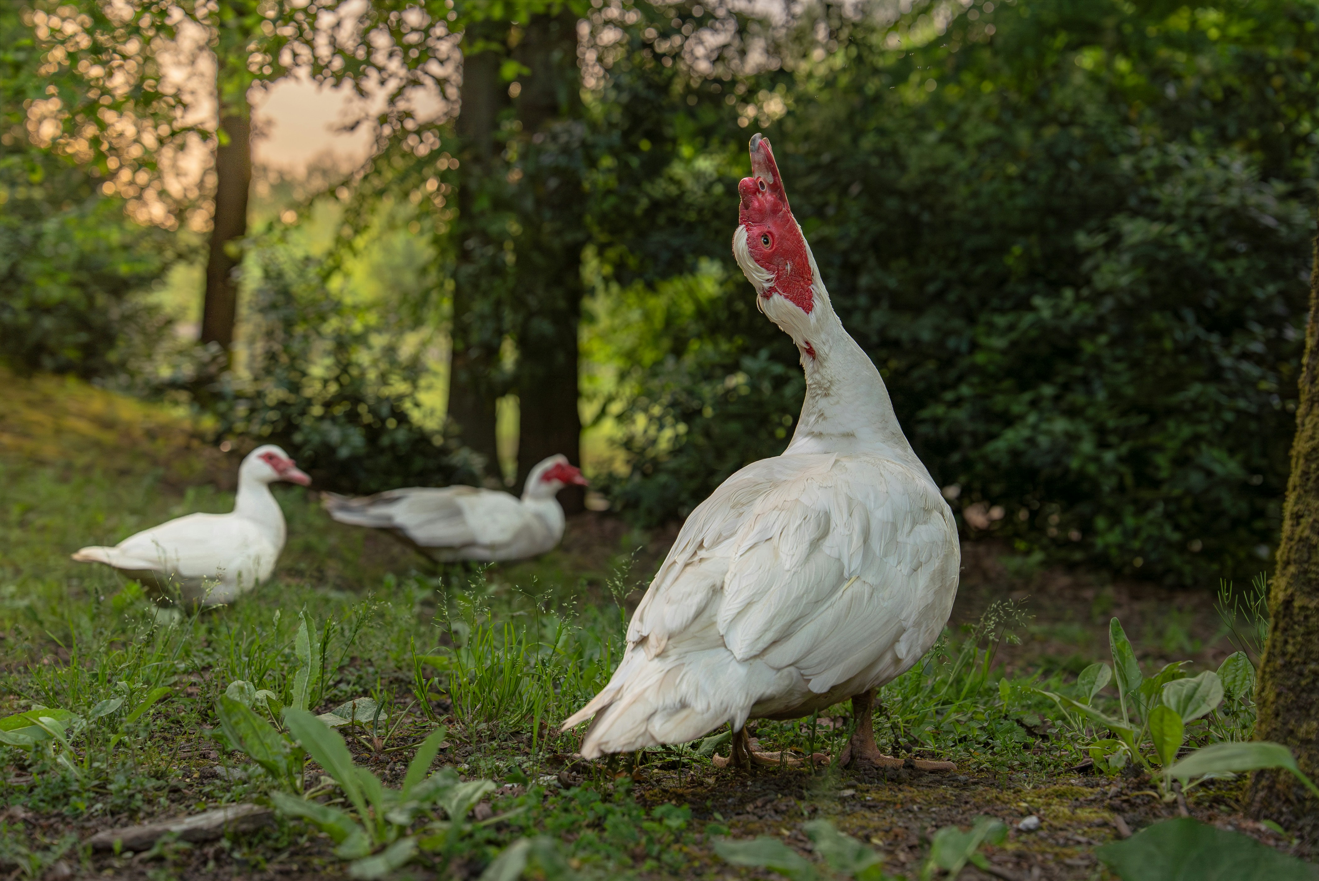 Flanking Geese in Dappled Light