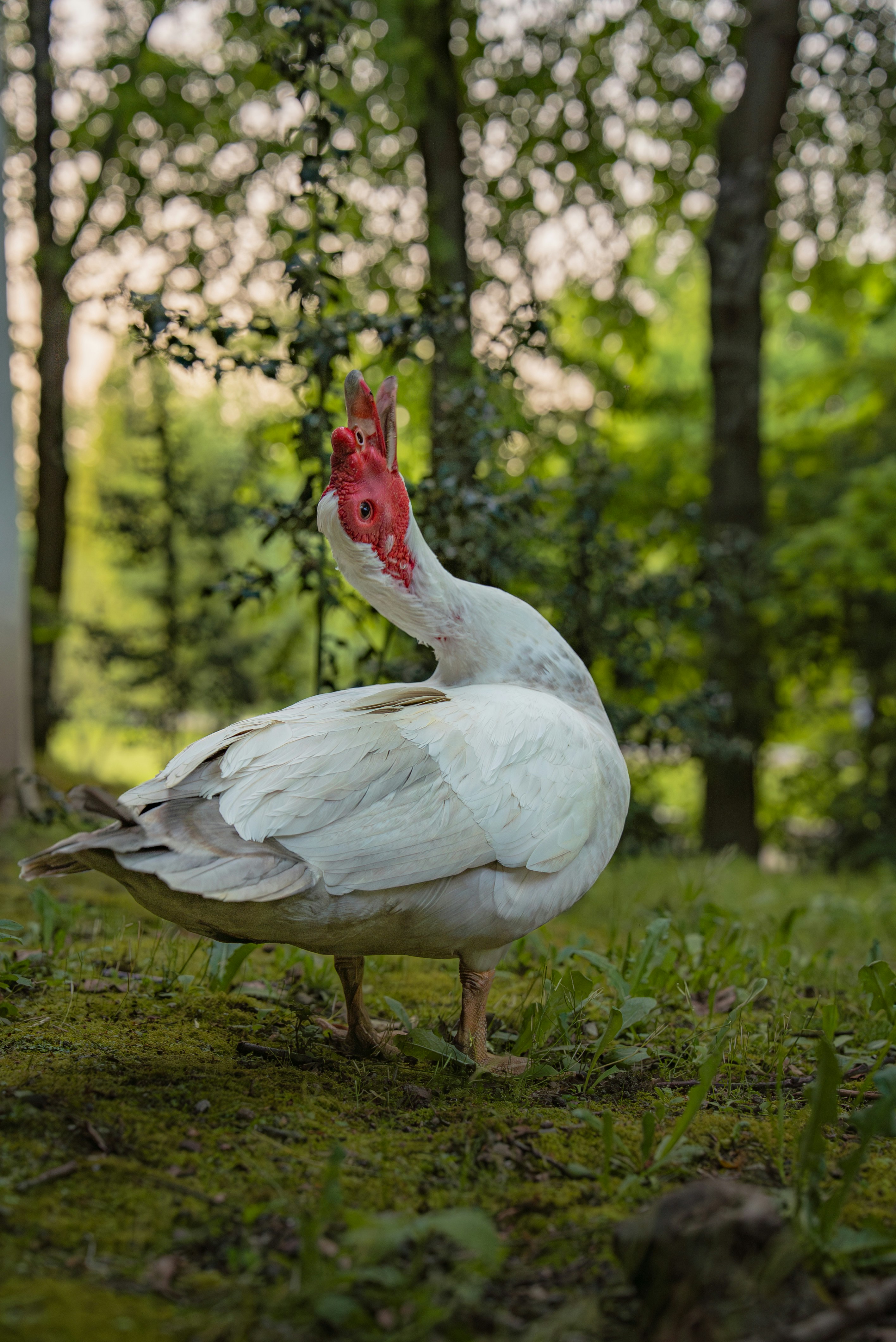 White Chester on Green Floor: A Portrait of a Duck in a Sunlit Clearing