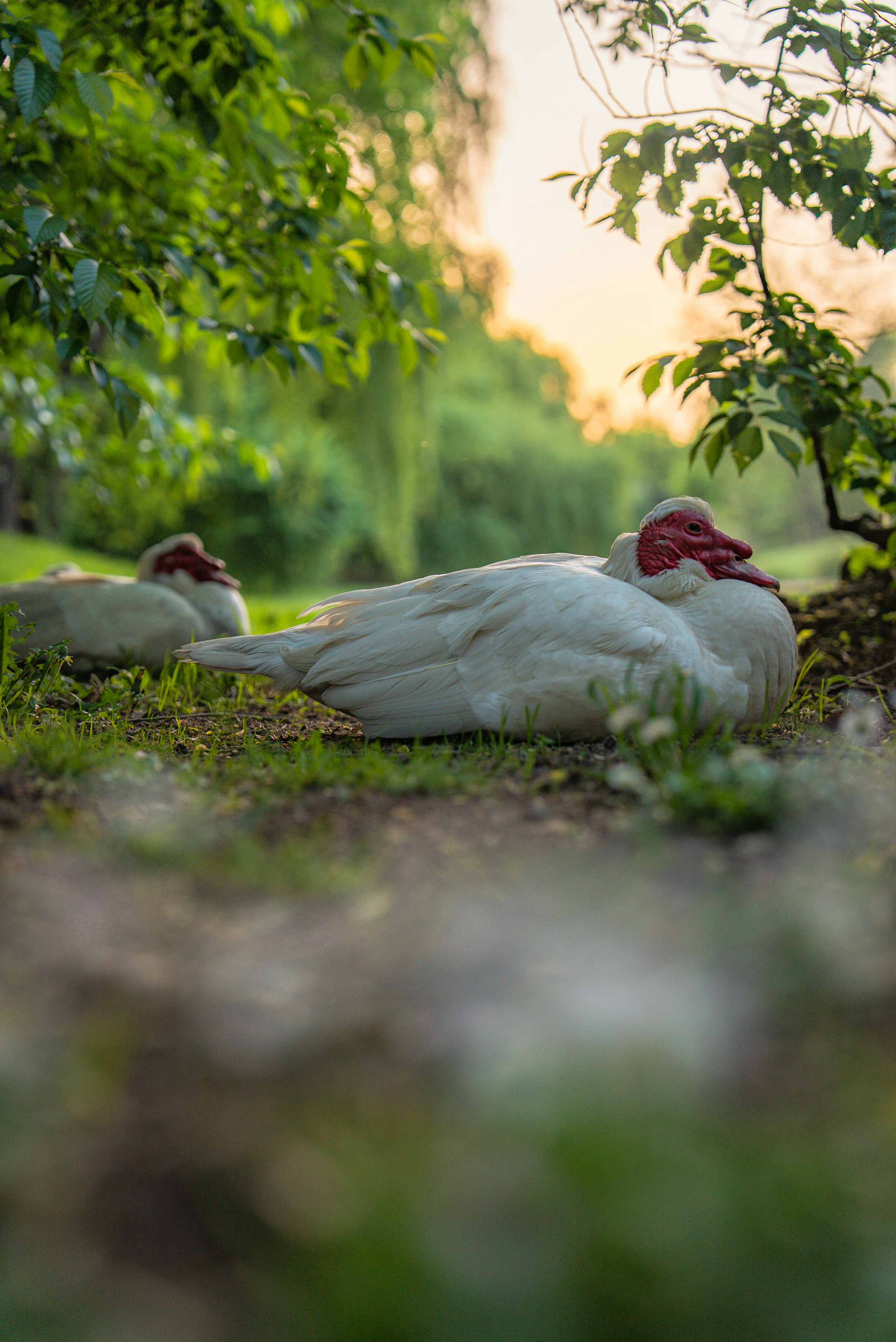White ducks at rest under dappled shade as evening light softens the scene