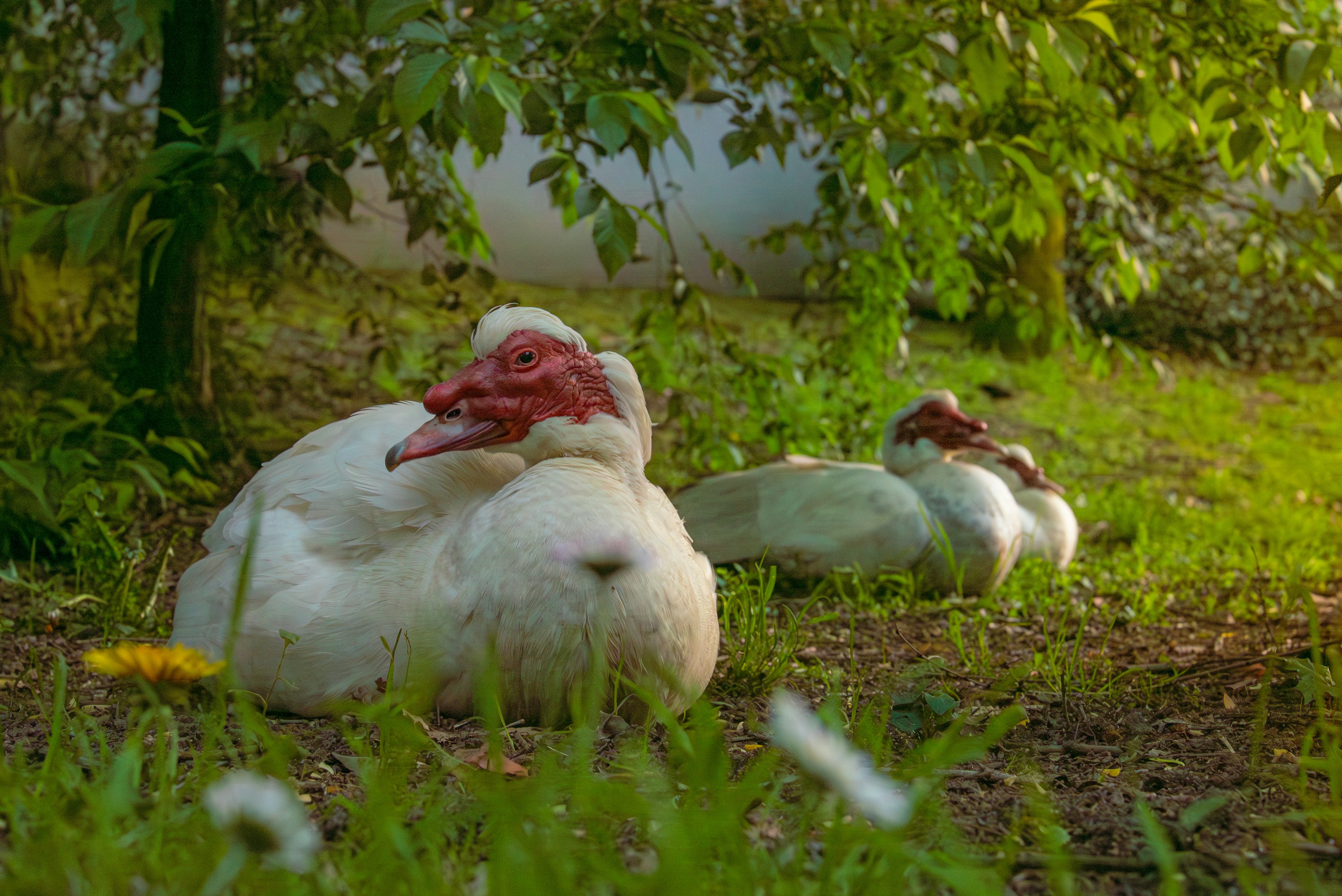 Red-Headed Duck in Dappled Light