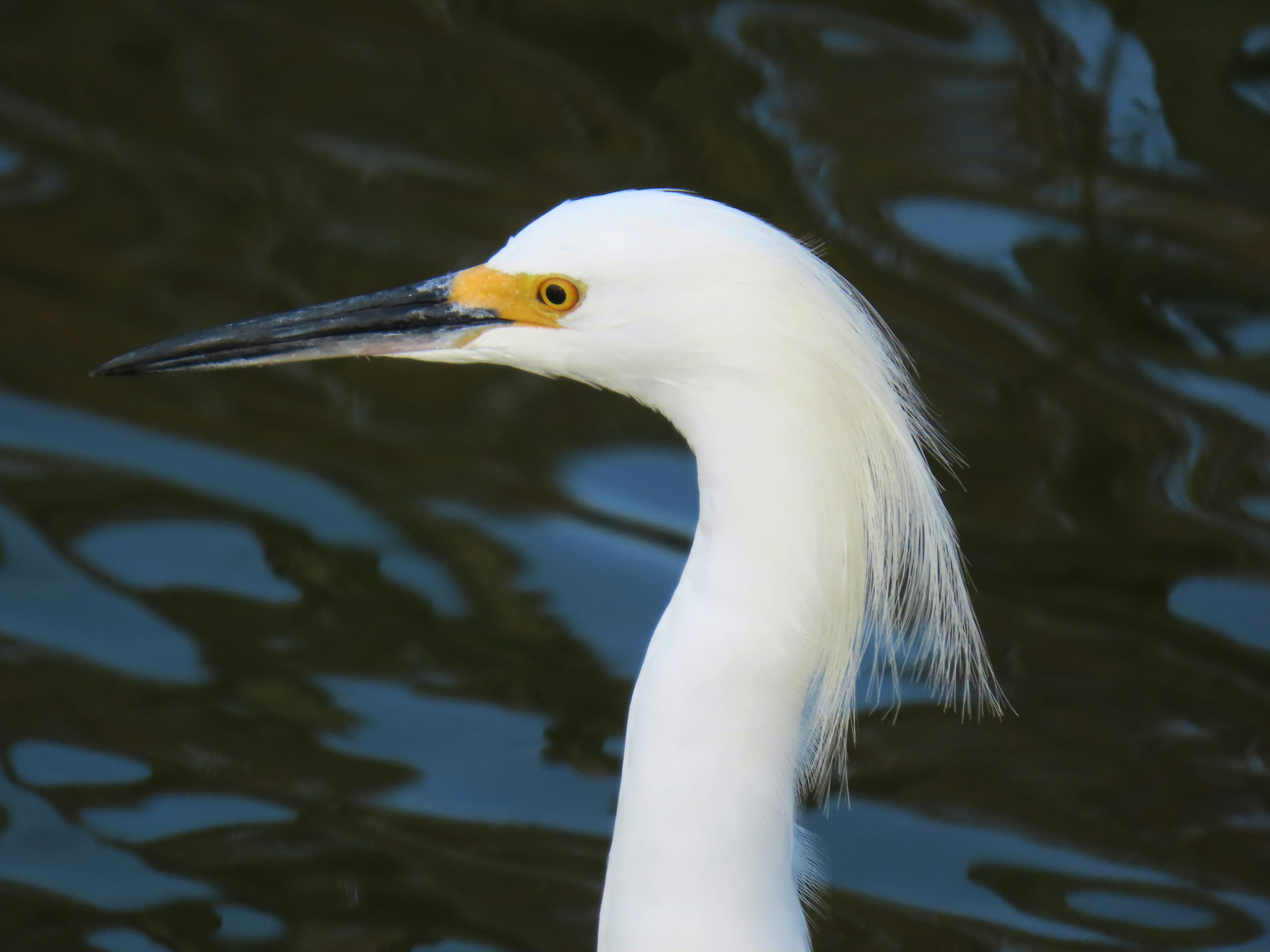 Silent Watcher of the Shimmering River