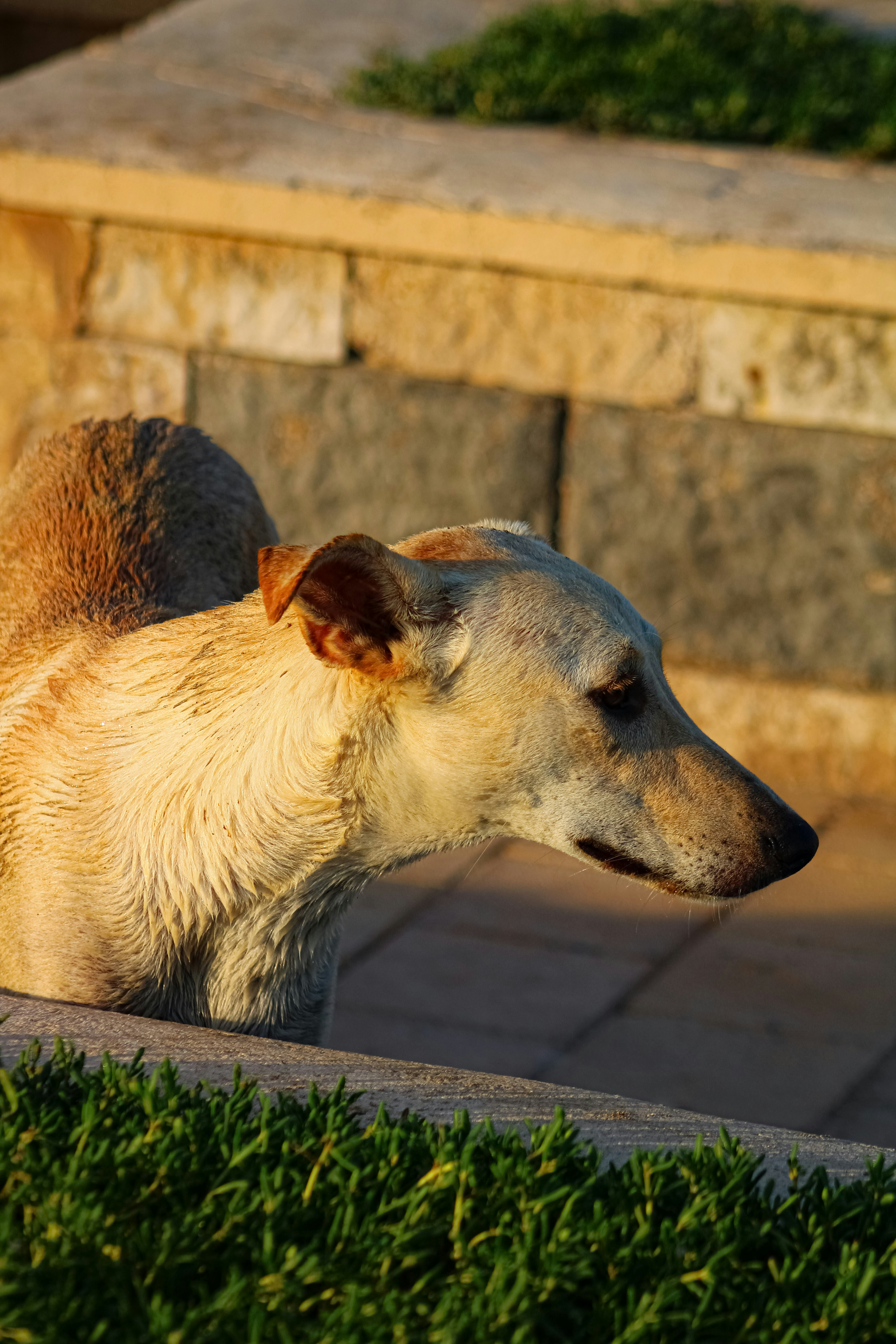 Dusk Watch: A Hound Pauses by Stone Steps