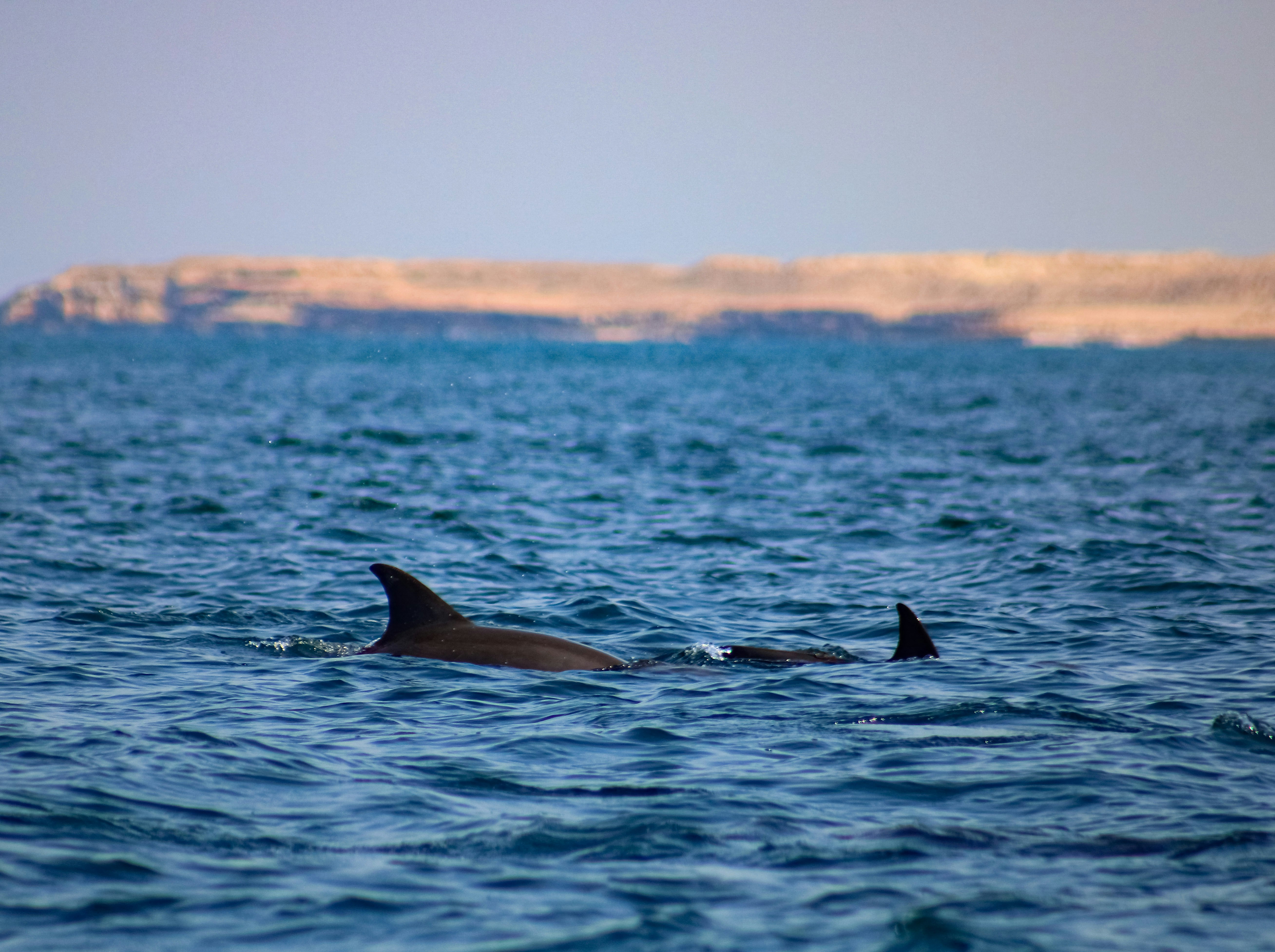 Dolphins on the blue wake: a quiet sea moment