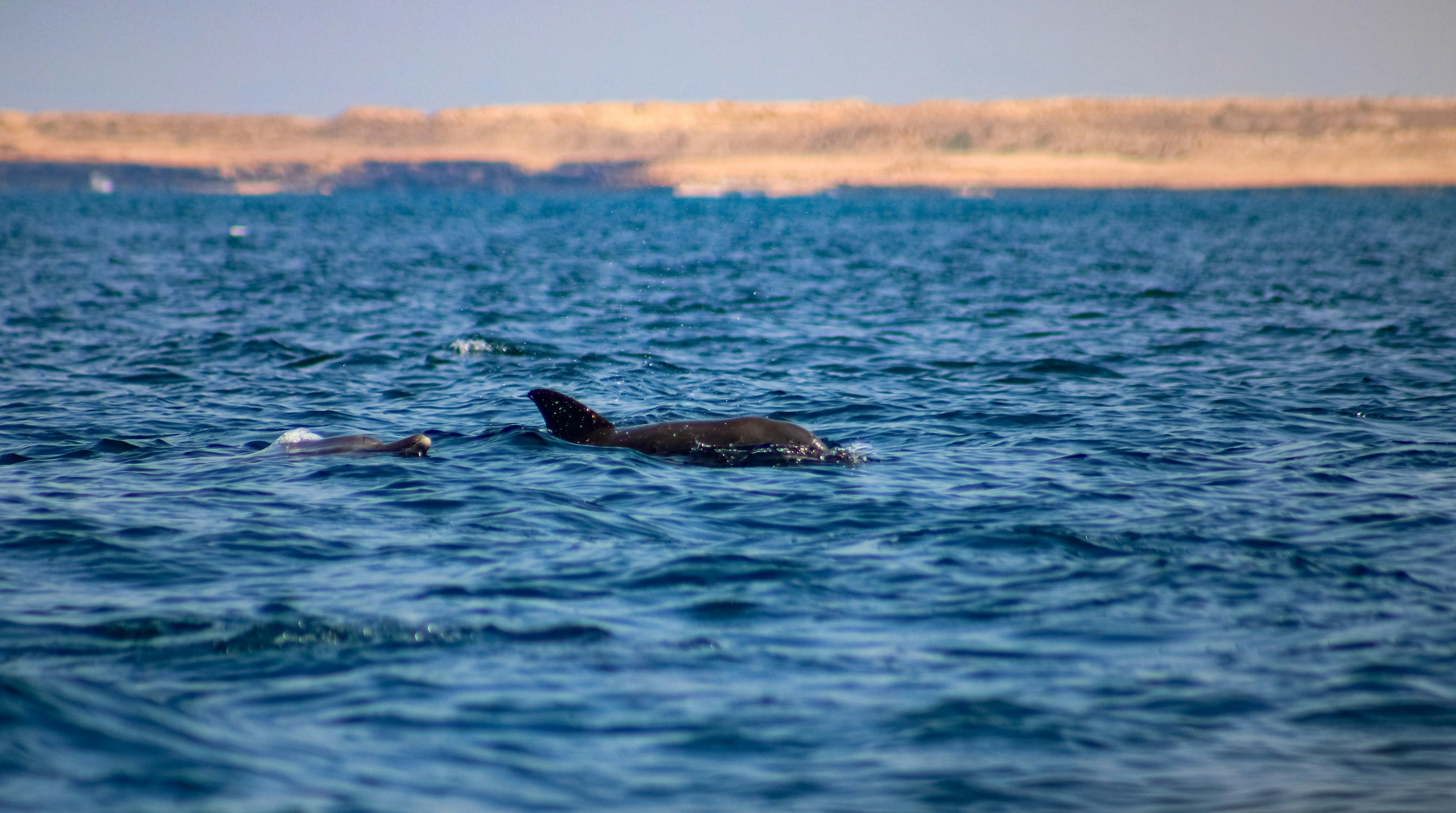 Gliding Giant: A Whale Breaks the Blue Horizon