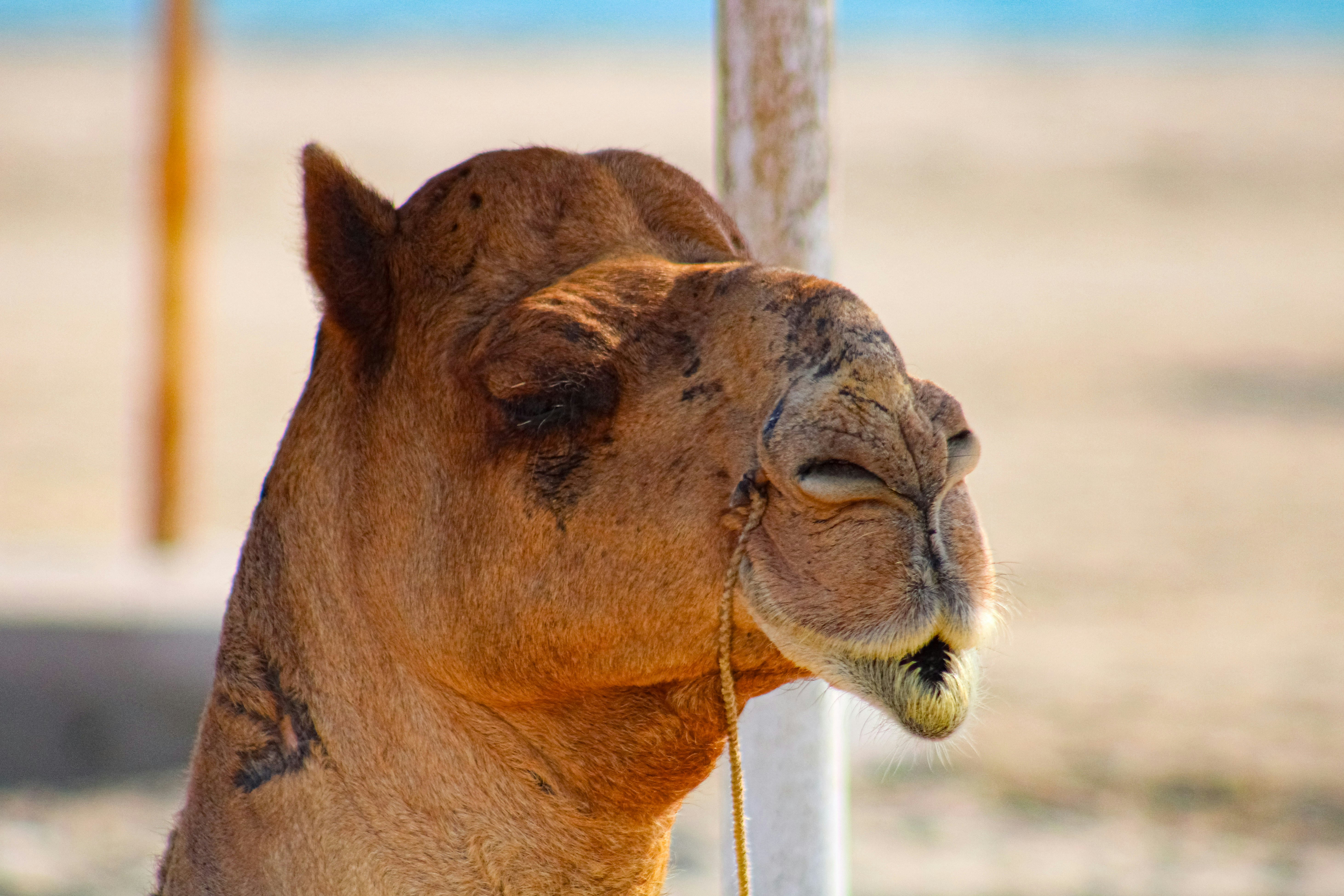 Sunlit Camelid Portrait with Closed-Eye Contemplation