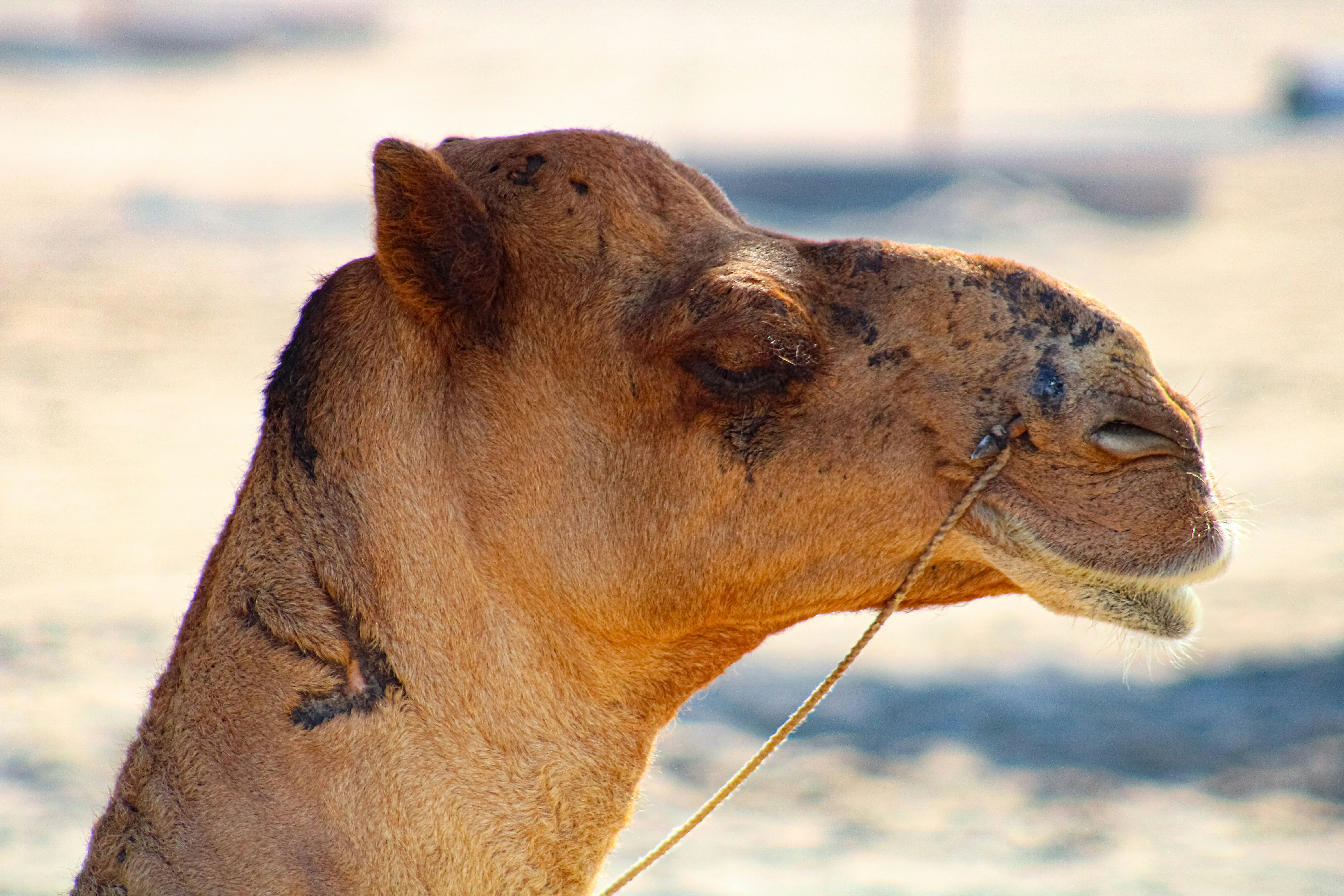 Close-Up of a Desert Dromedary in Warm Sunset Light