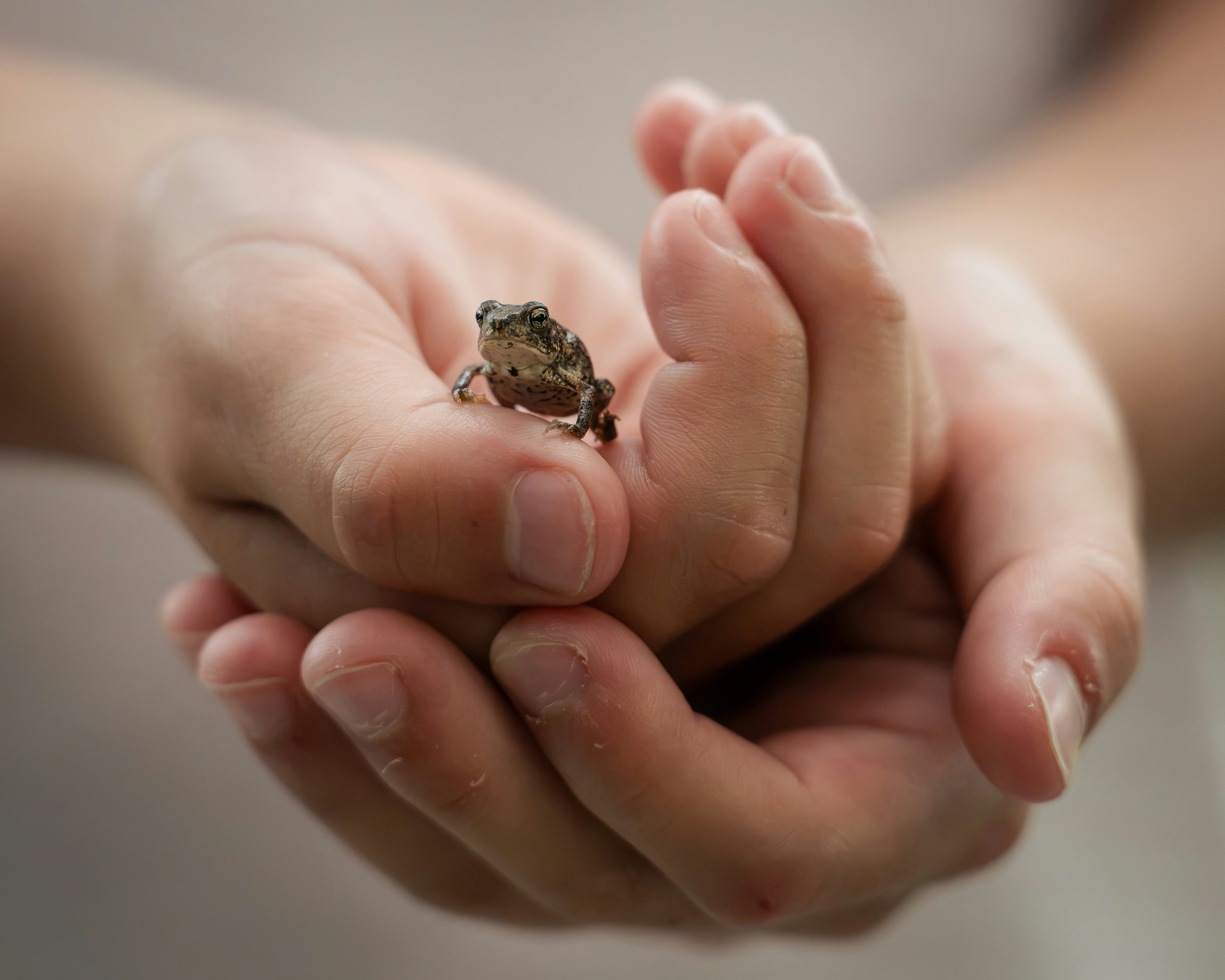 Tiny Guardian: A Froglet Cradled in Gentle Hands