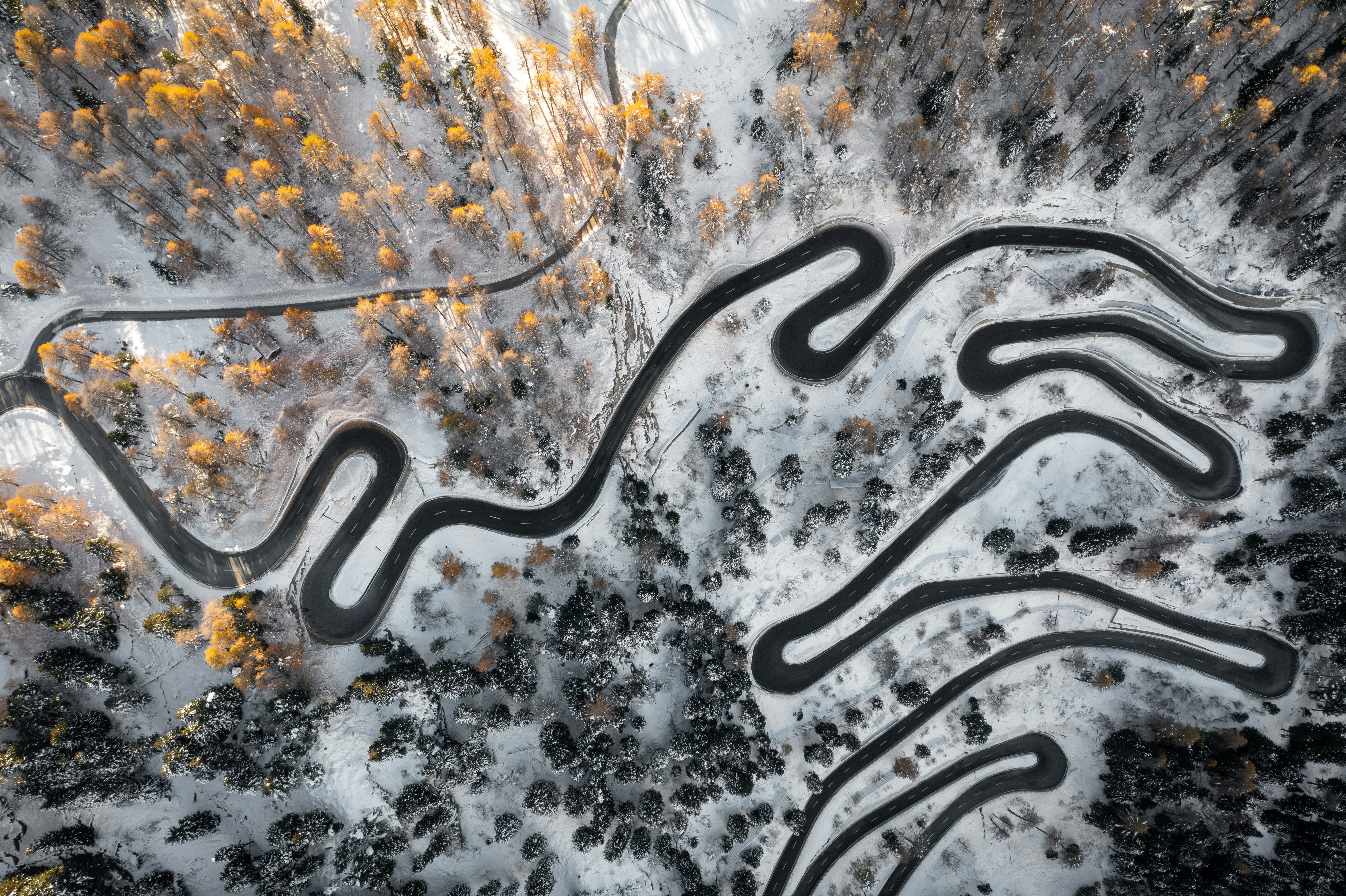 Sinuous black track lines weaving through frost and autumn leaves