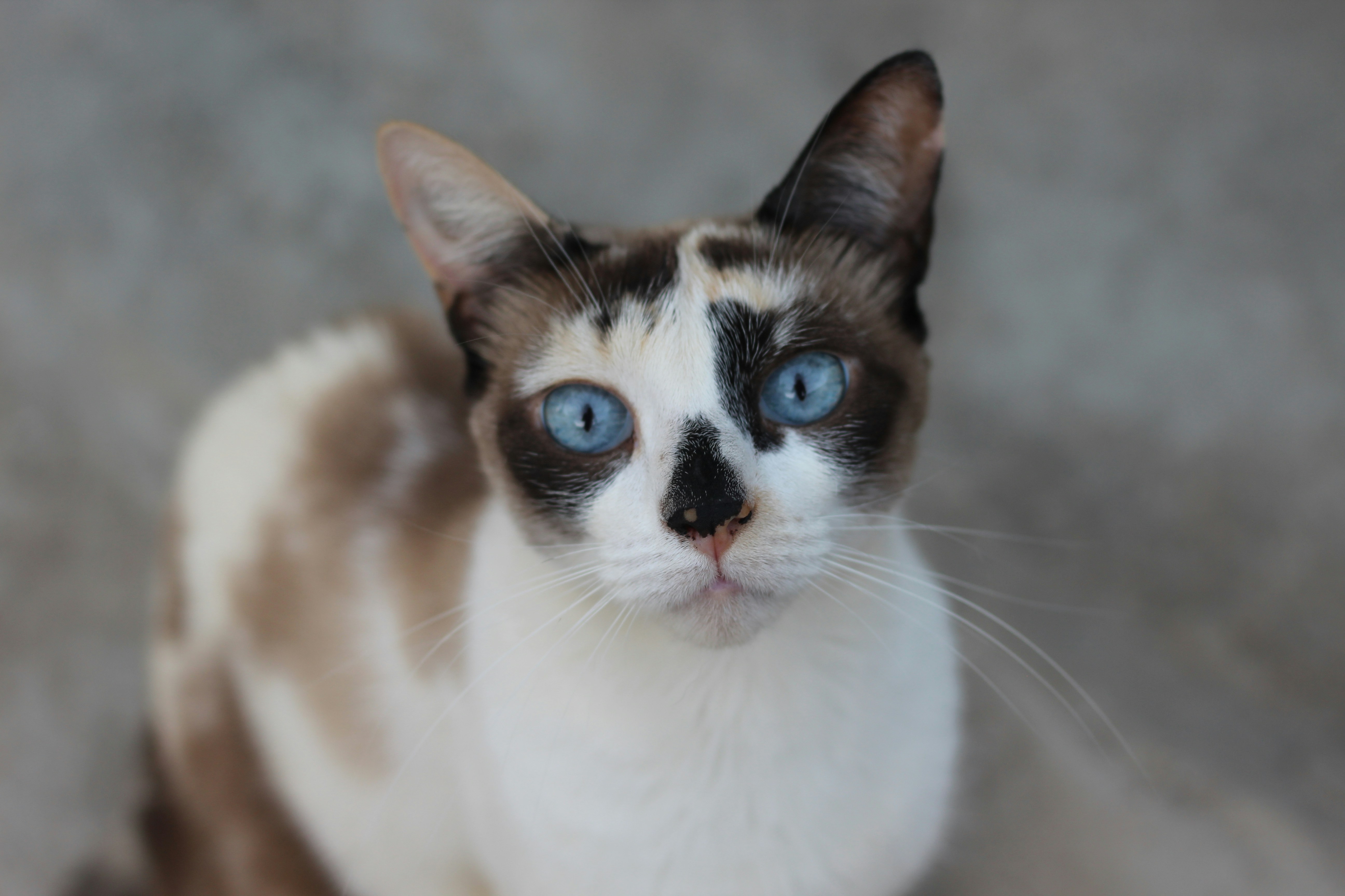Close-up portrait of a calico cat with striking blue eyes against a neutral background, highlighting facial markings and whiskers.