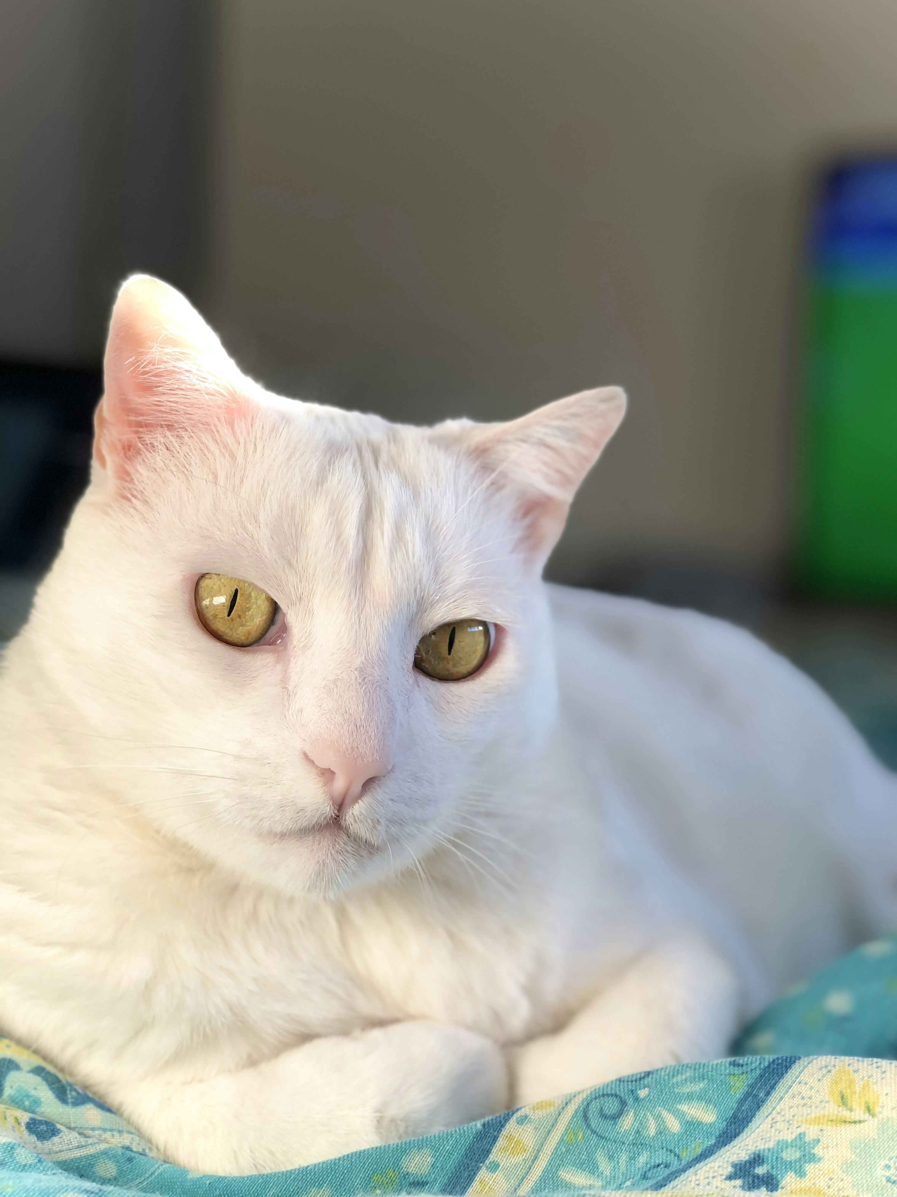White Cat with Golden Eyes Resting on a Colorful Quilt