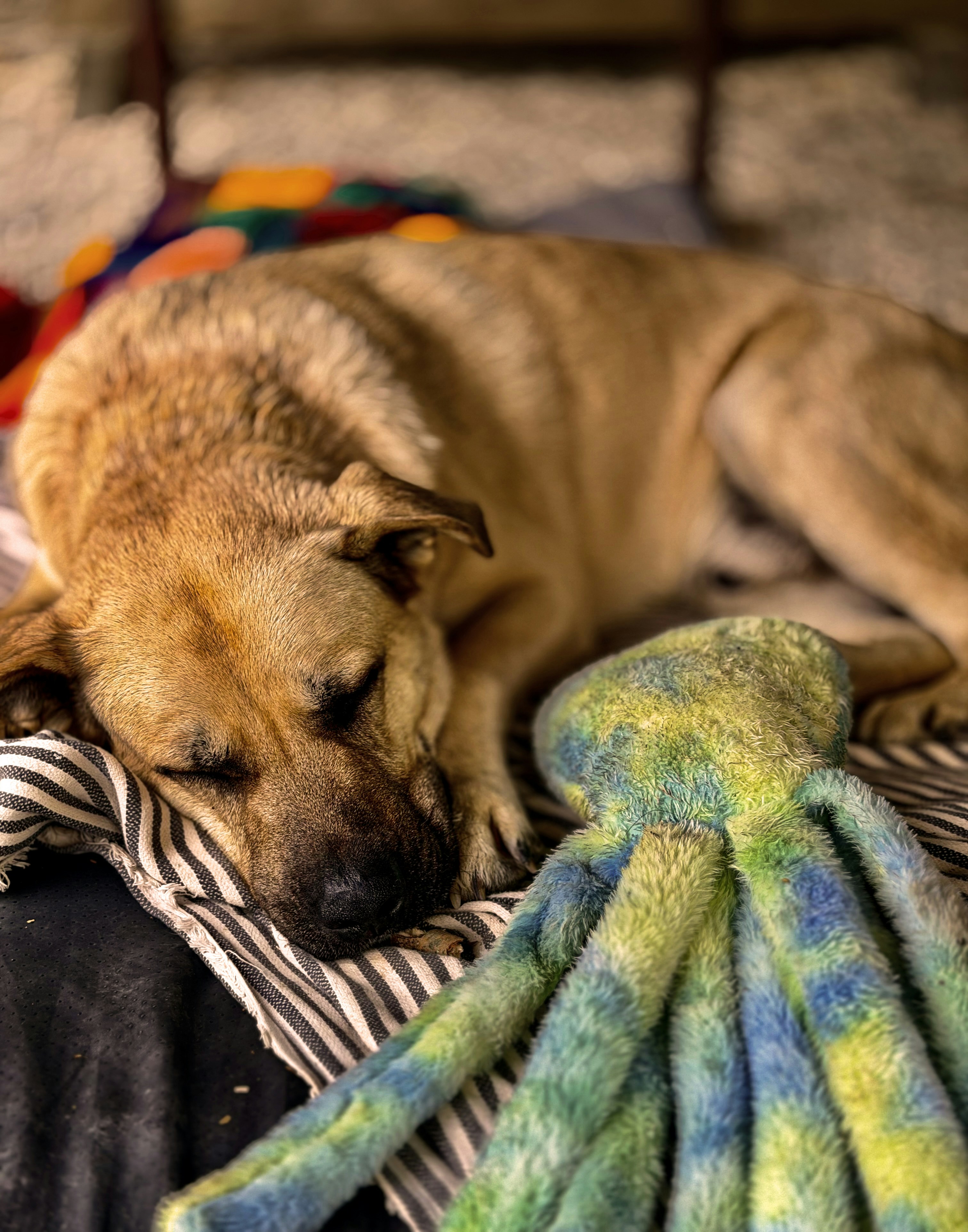 Lulled by Soft Gray Stripes: A Sleepy Canine with a Tangle of Colorful Plush