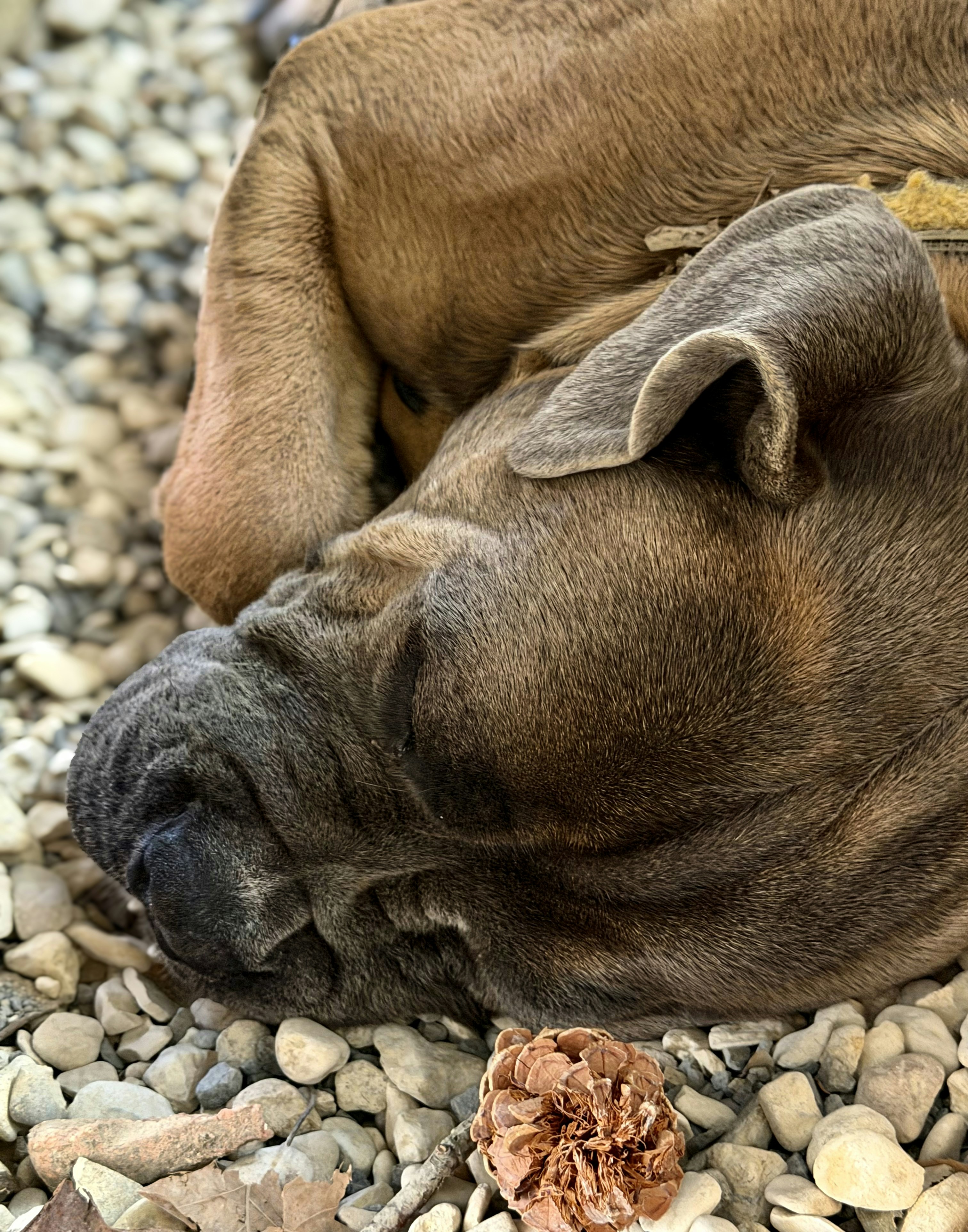 Soft Slumber on Pebble Bed: a Dog in Quiet repose