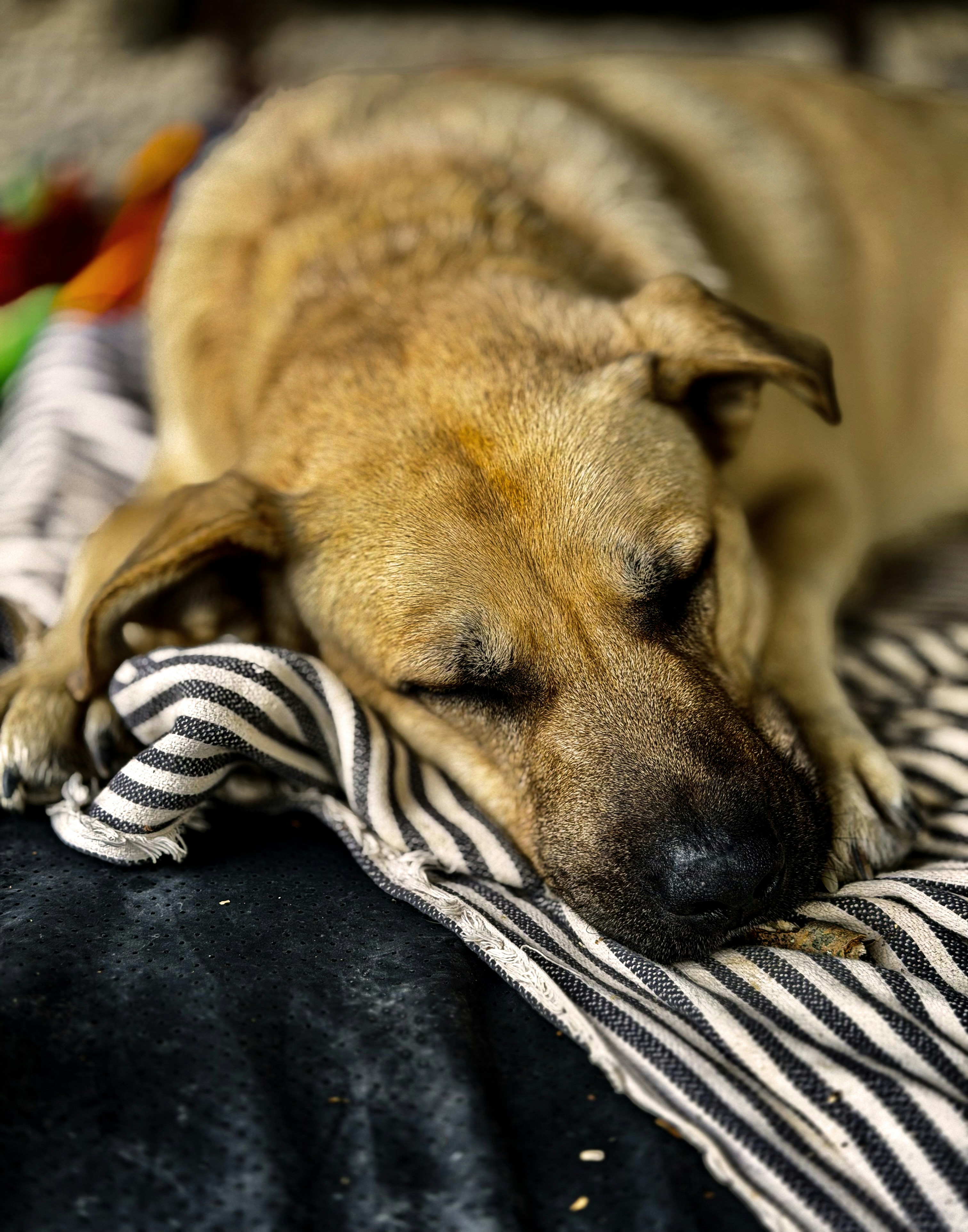 A dog rests peacefully on a striped blanket, soft focus and warm tones conveying a cozy moment.