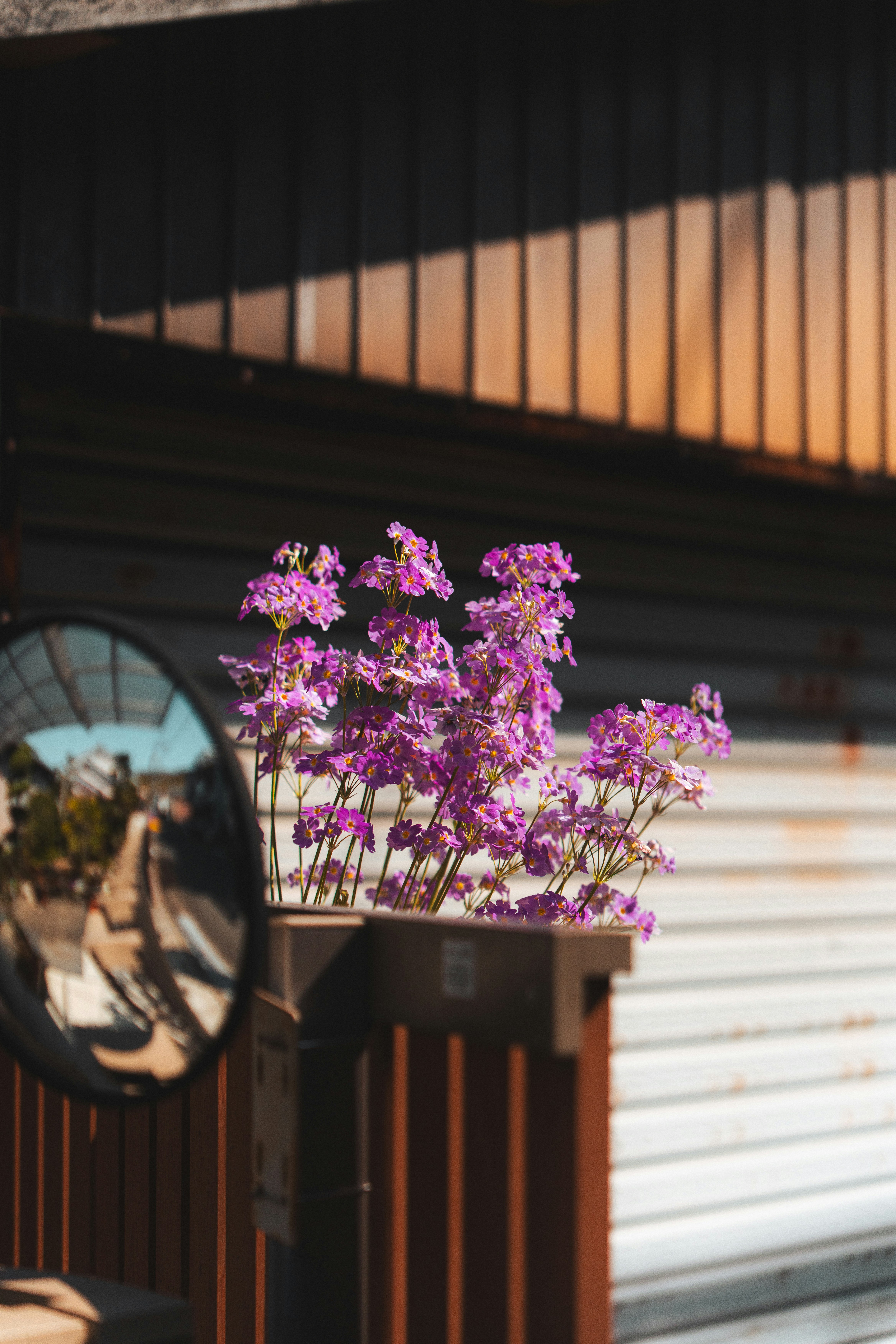 Purple blooms in a rustic urban planter by the shed
