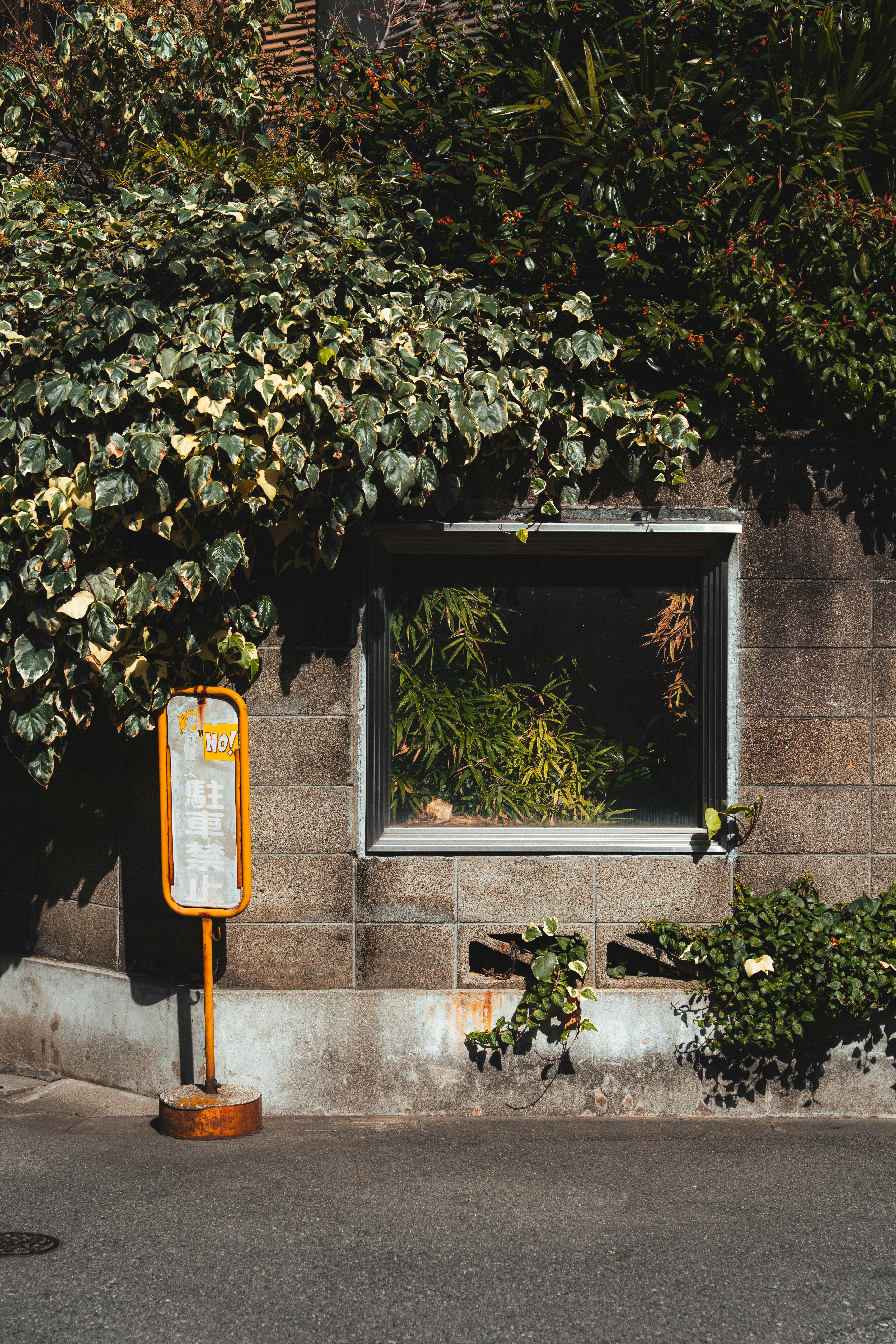 Urban Greenery Framed by a Weathered Wall and Bright Orange Sign