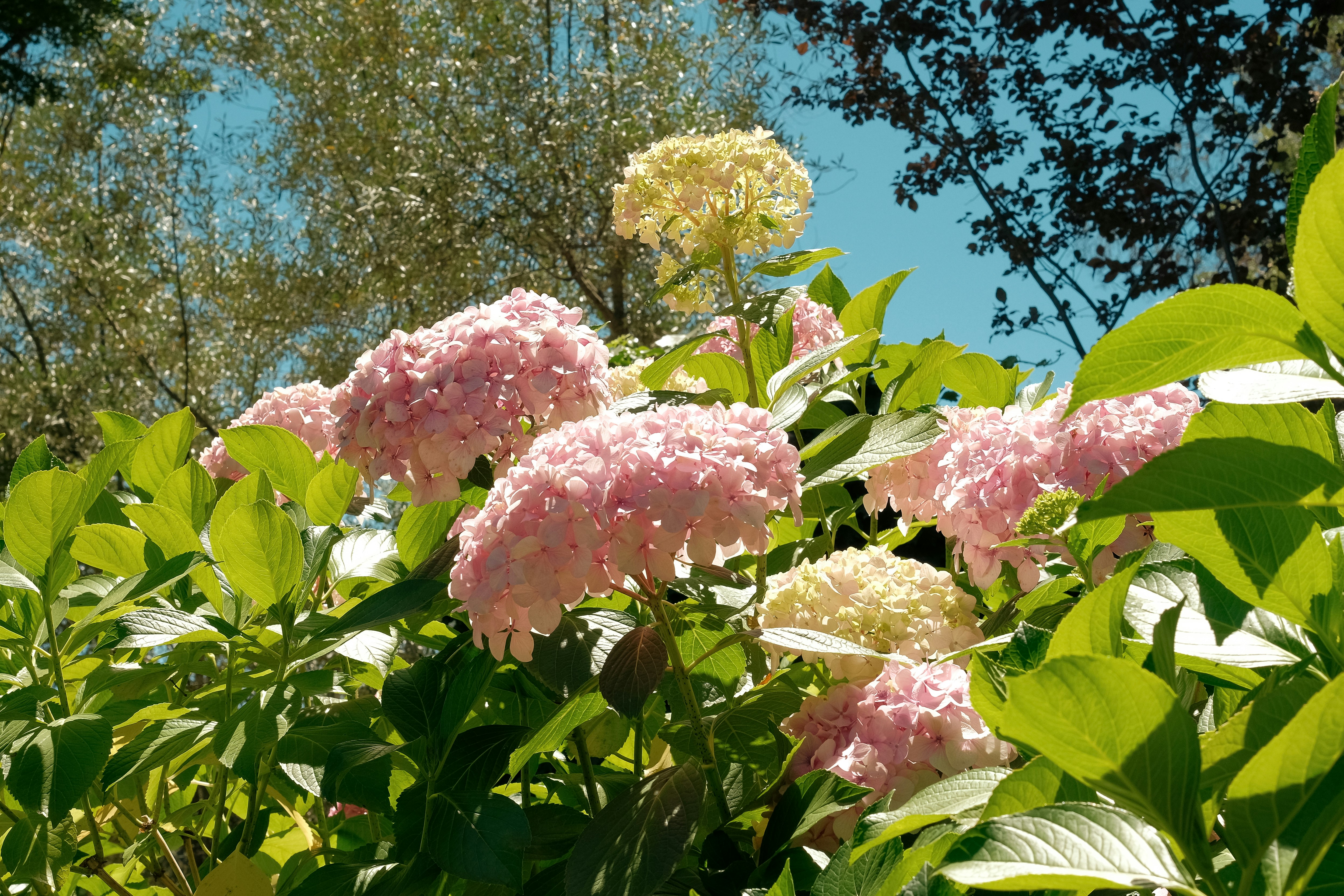 Cluster of pink and cream hydrangea blooms bathed in sunlight with green leaves and a bright blue sky behind.