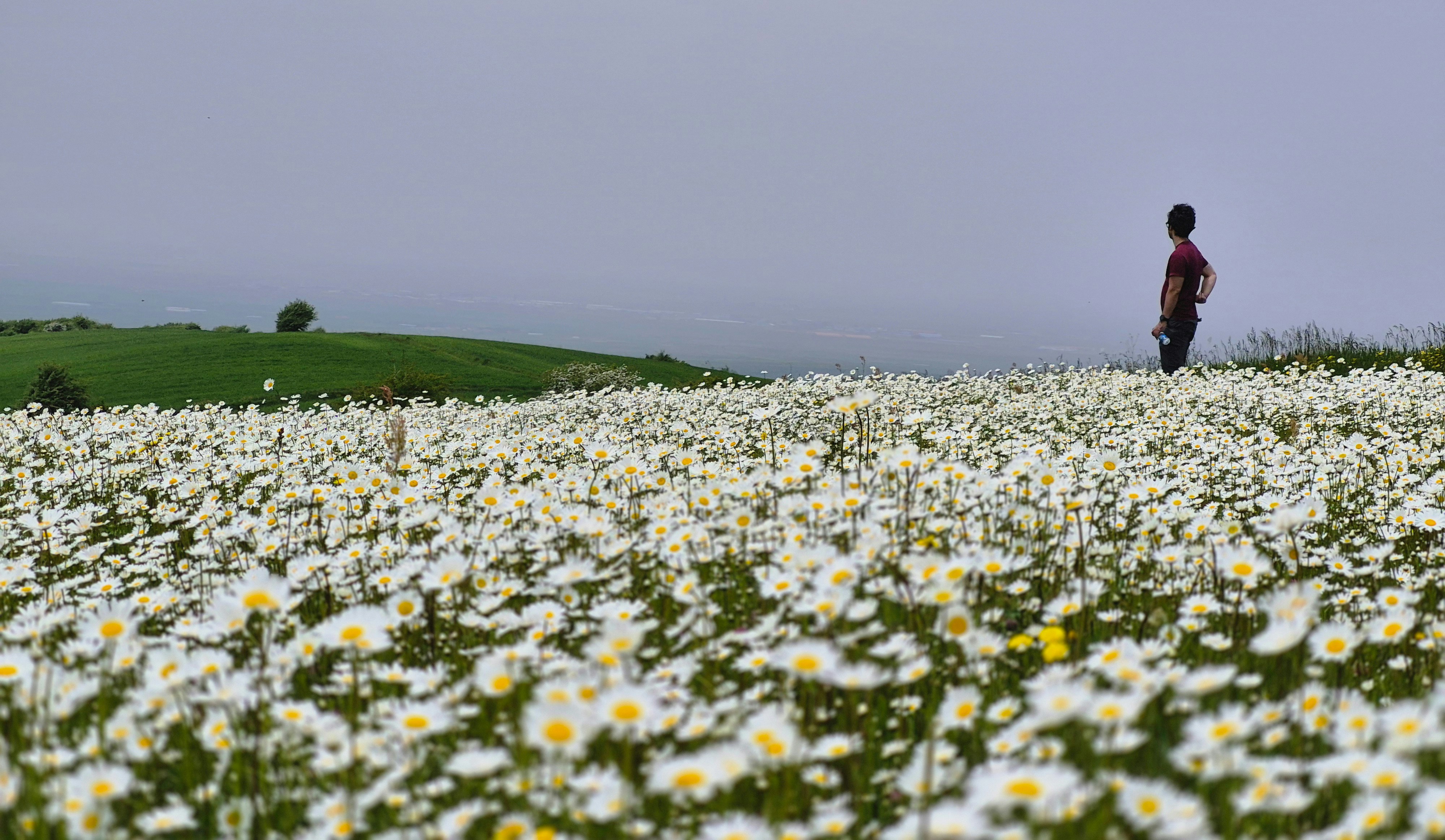 Lost in the Field: A lone figure among a sea of daisies