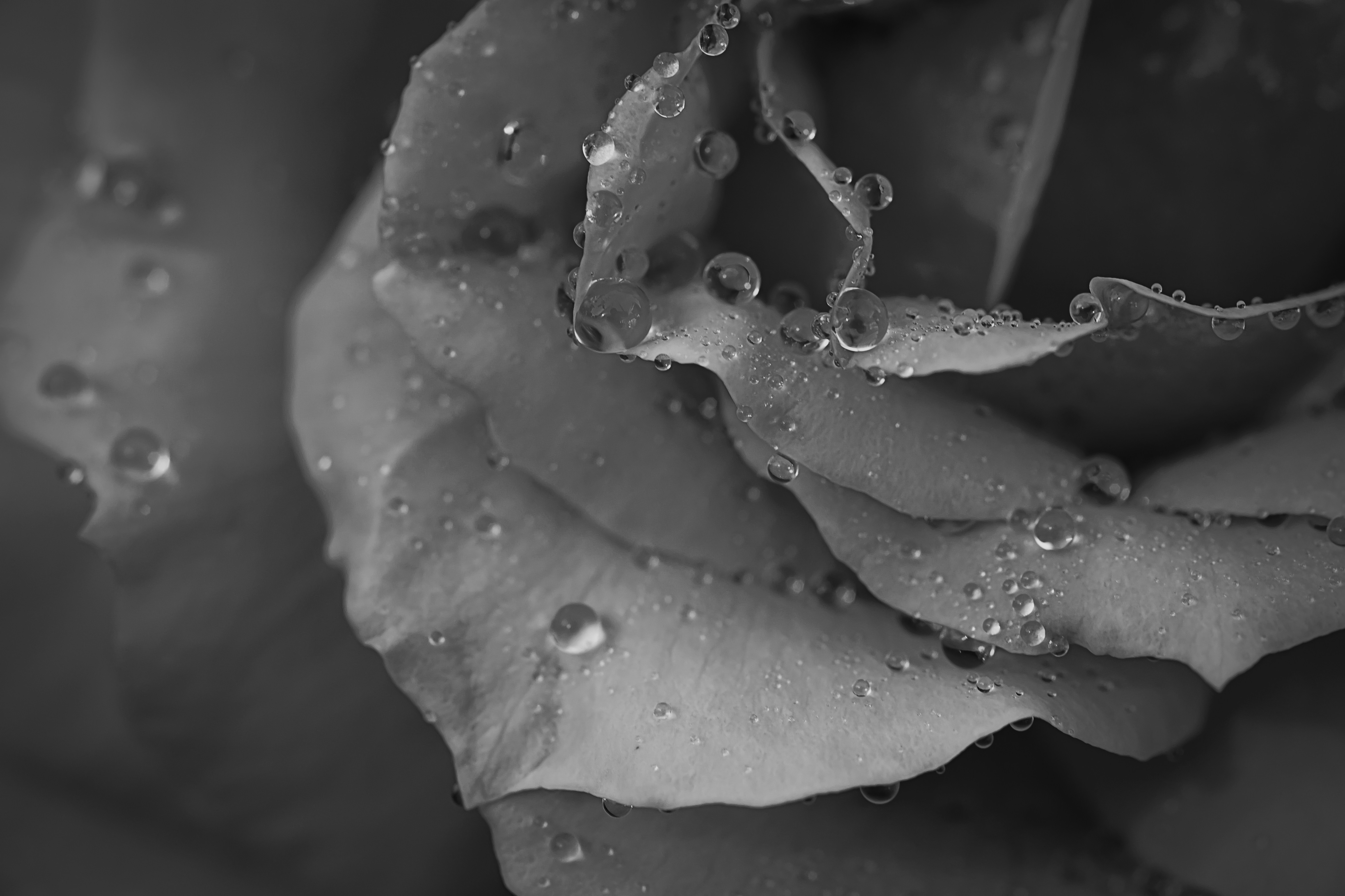 Petals in Focus: a Rain-Stoked Macro Moment