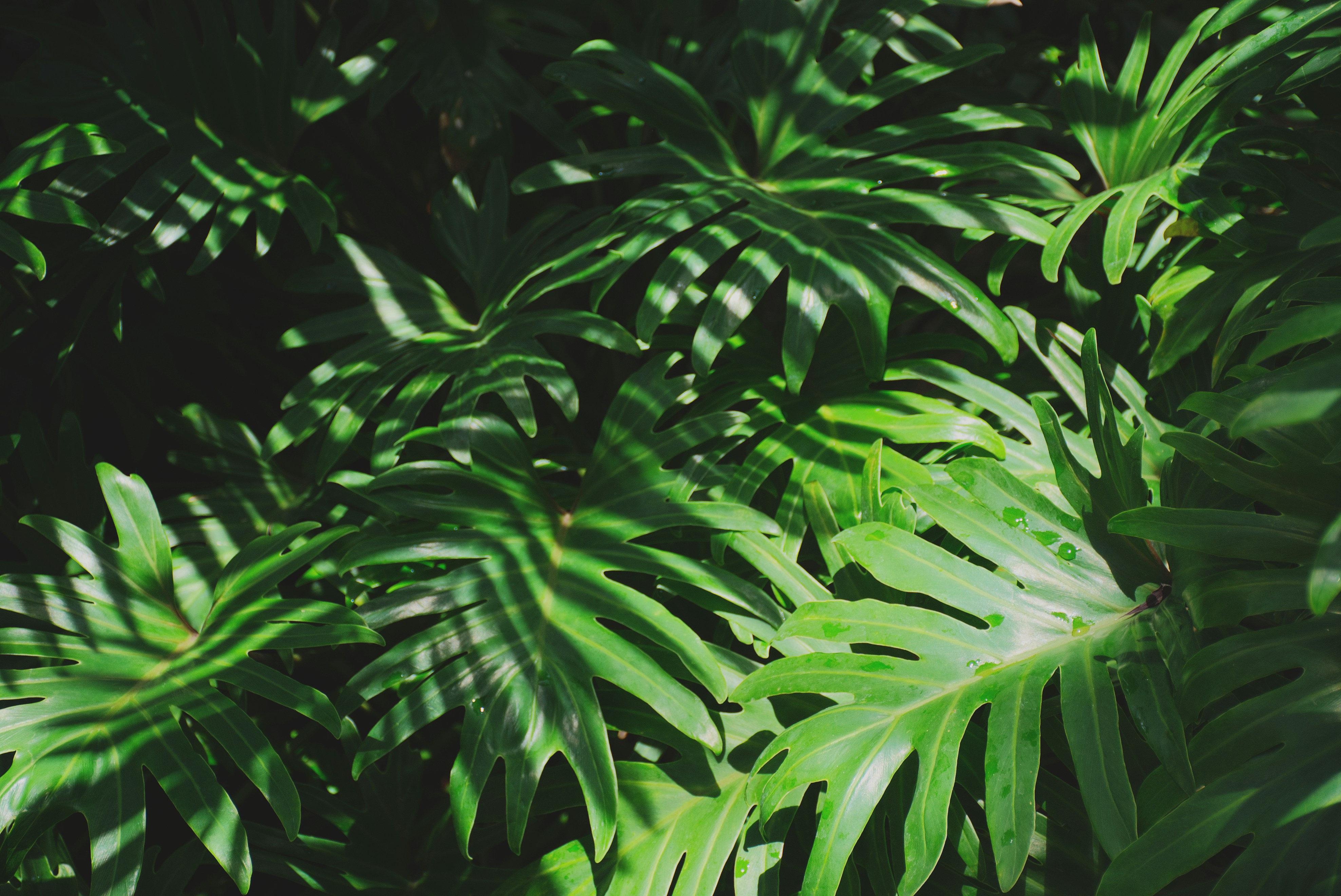 Emerald Fronds: A Close Ember of Tropical Light
