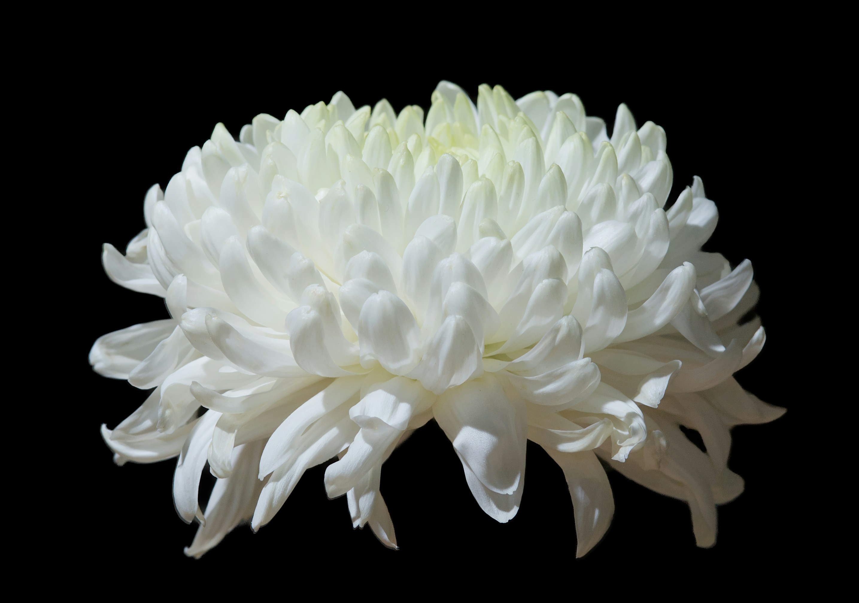 Close-up of a white chrysanthemum isolated on black, highlighting petal texture and depth for macro study.