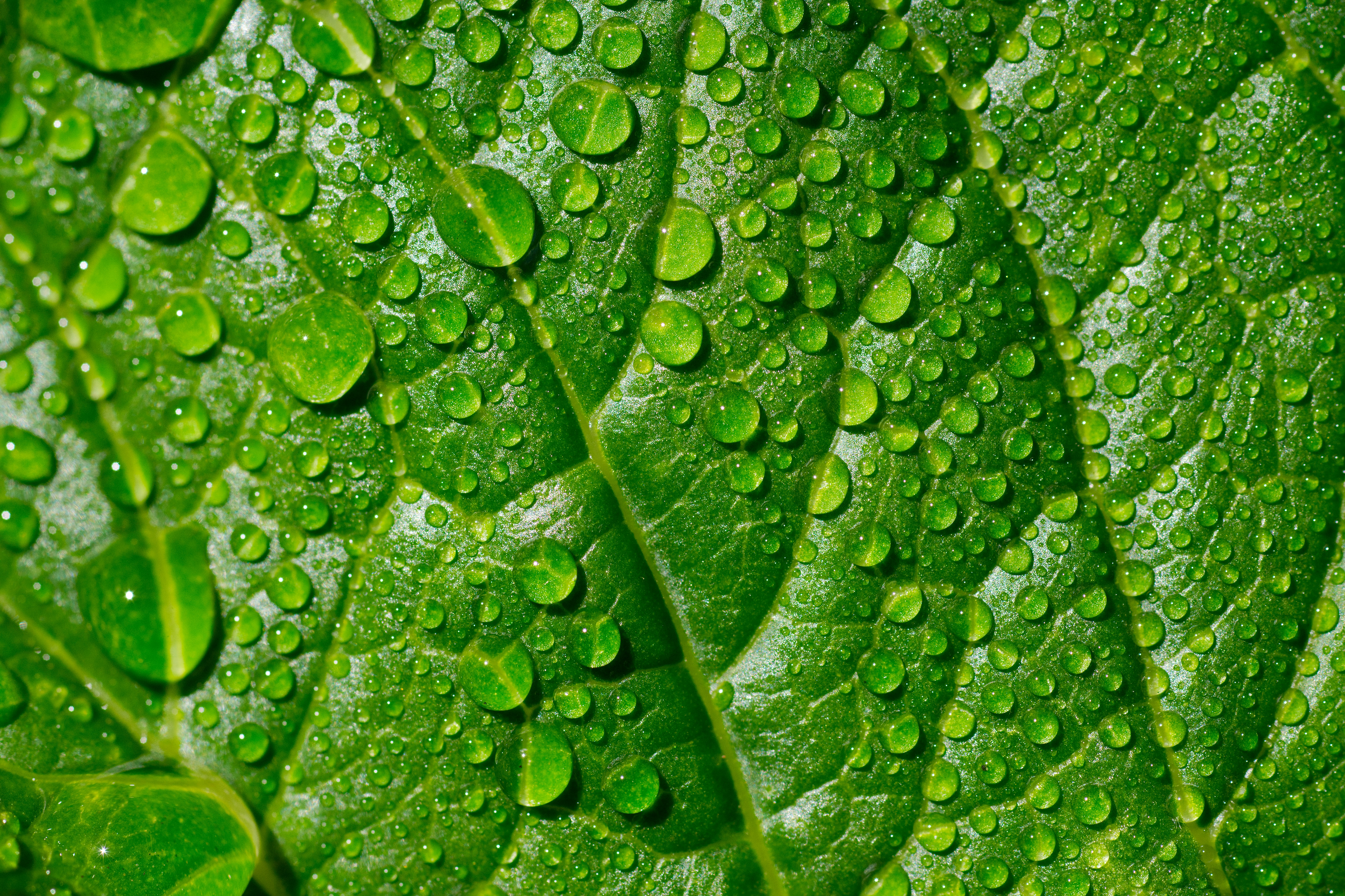Dew-Scale Emerald: Macro Leaf Microsculptures