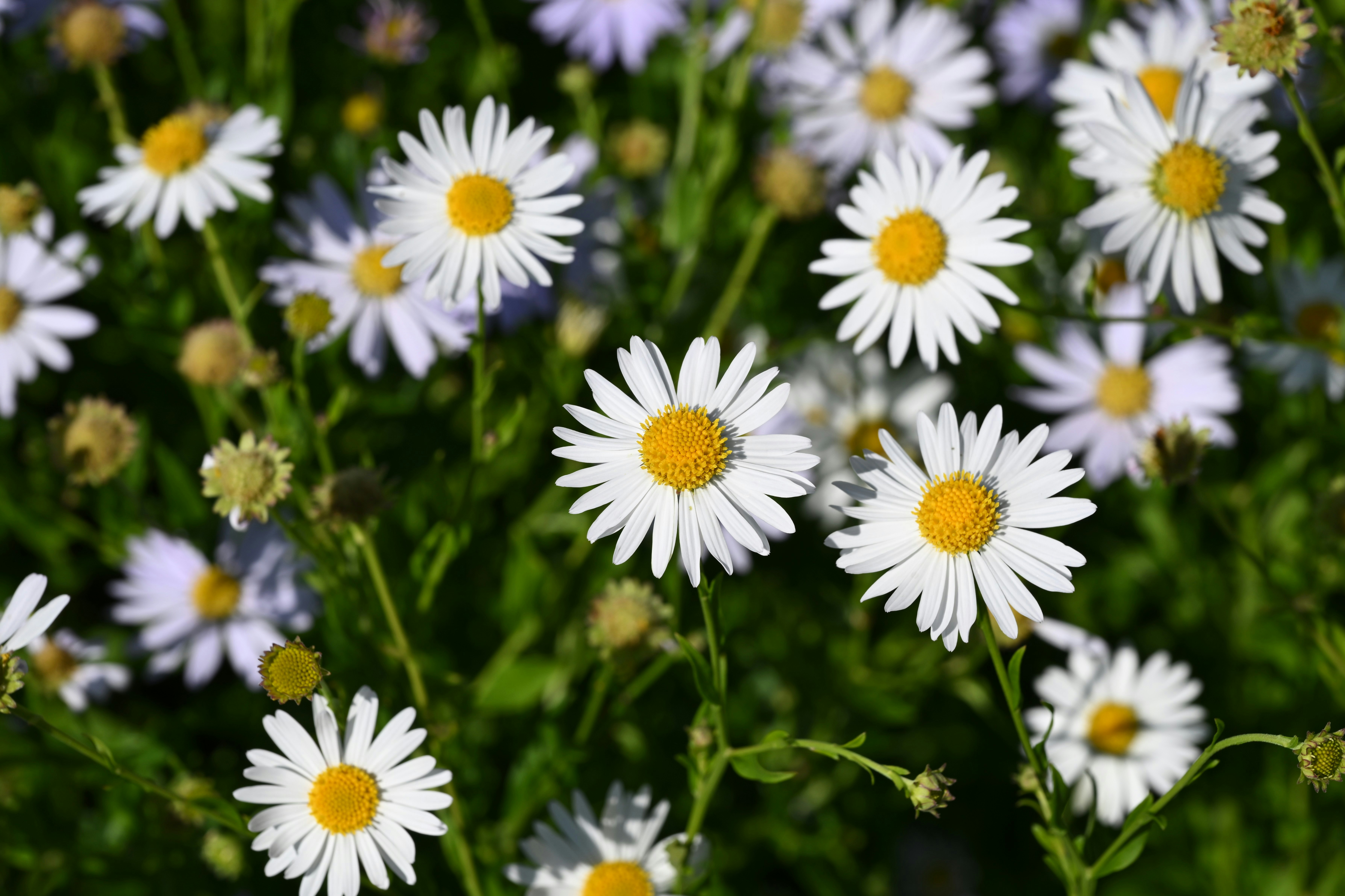 Sunlit Daisies: A Burst of White and Gold in a Meadow