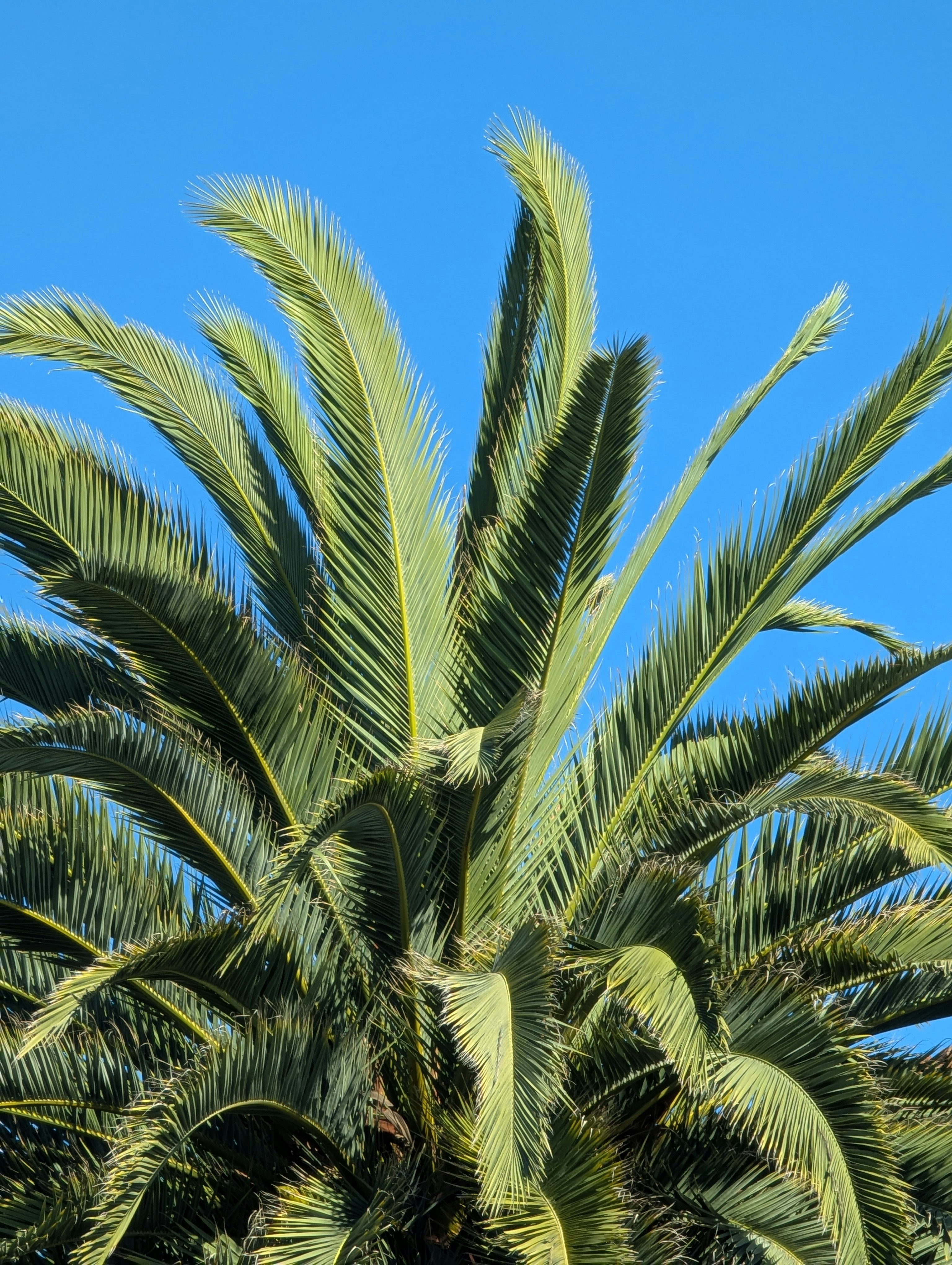 Palm Arches Against a Sky of Blue