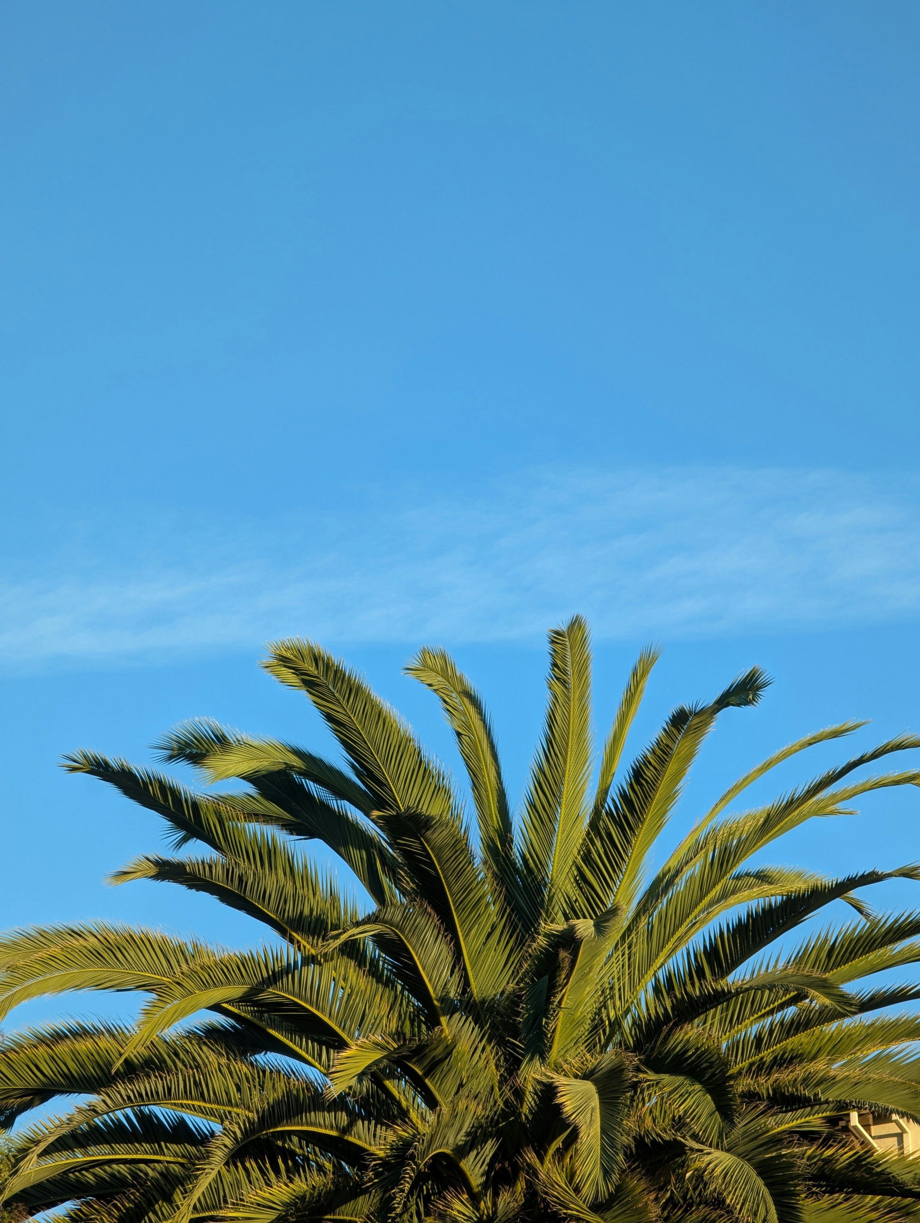 Palm Crown Reaching Toward a Cerulean Sky