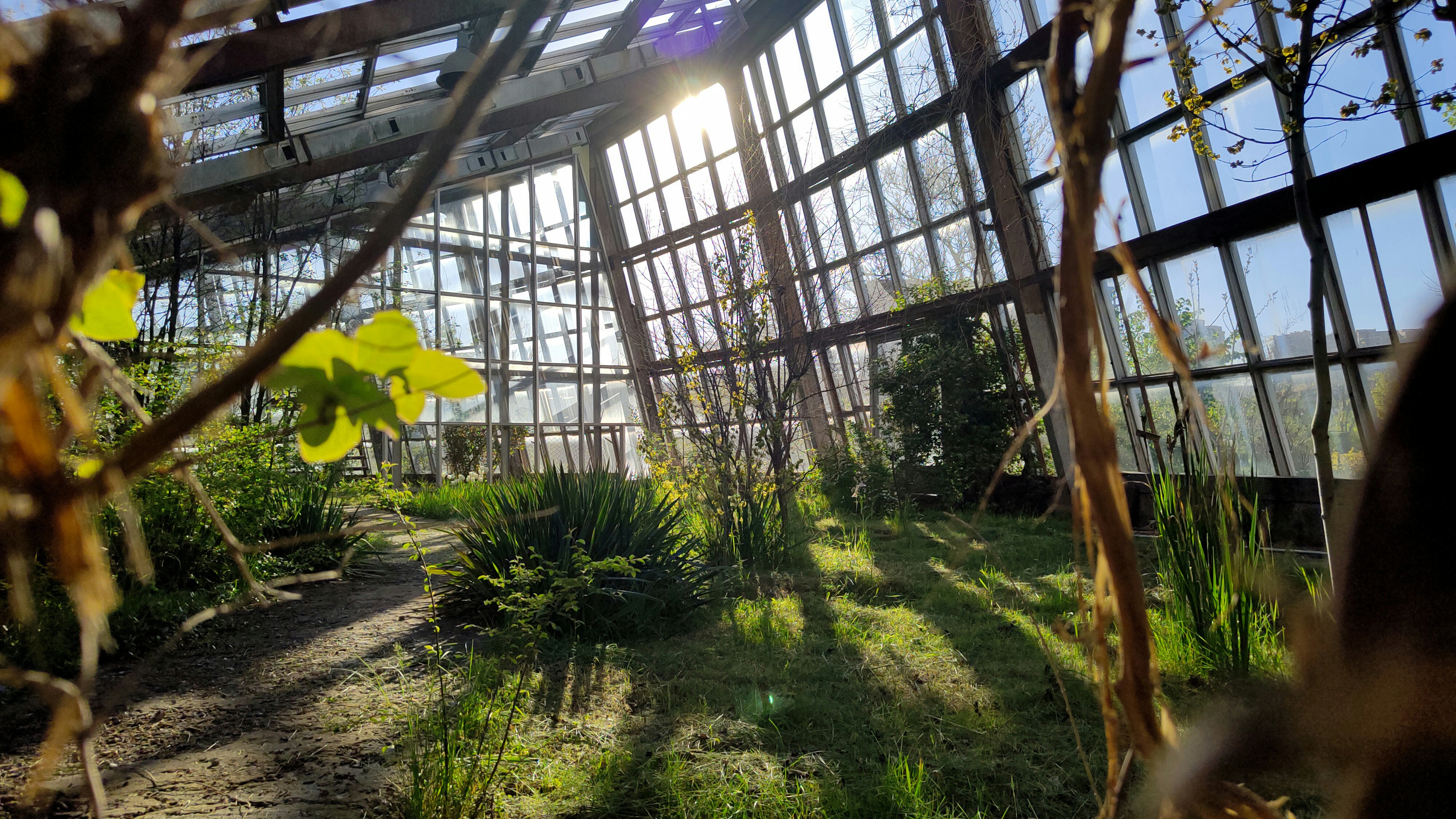 Sunlight streams through a glass greenhouse roof onto a gravel path lined with plants and shrubs.