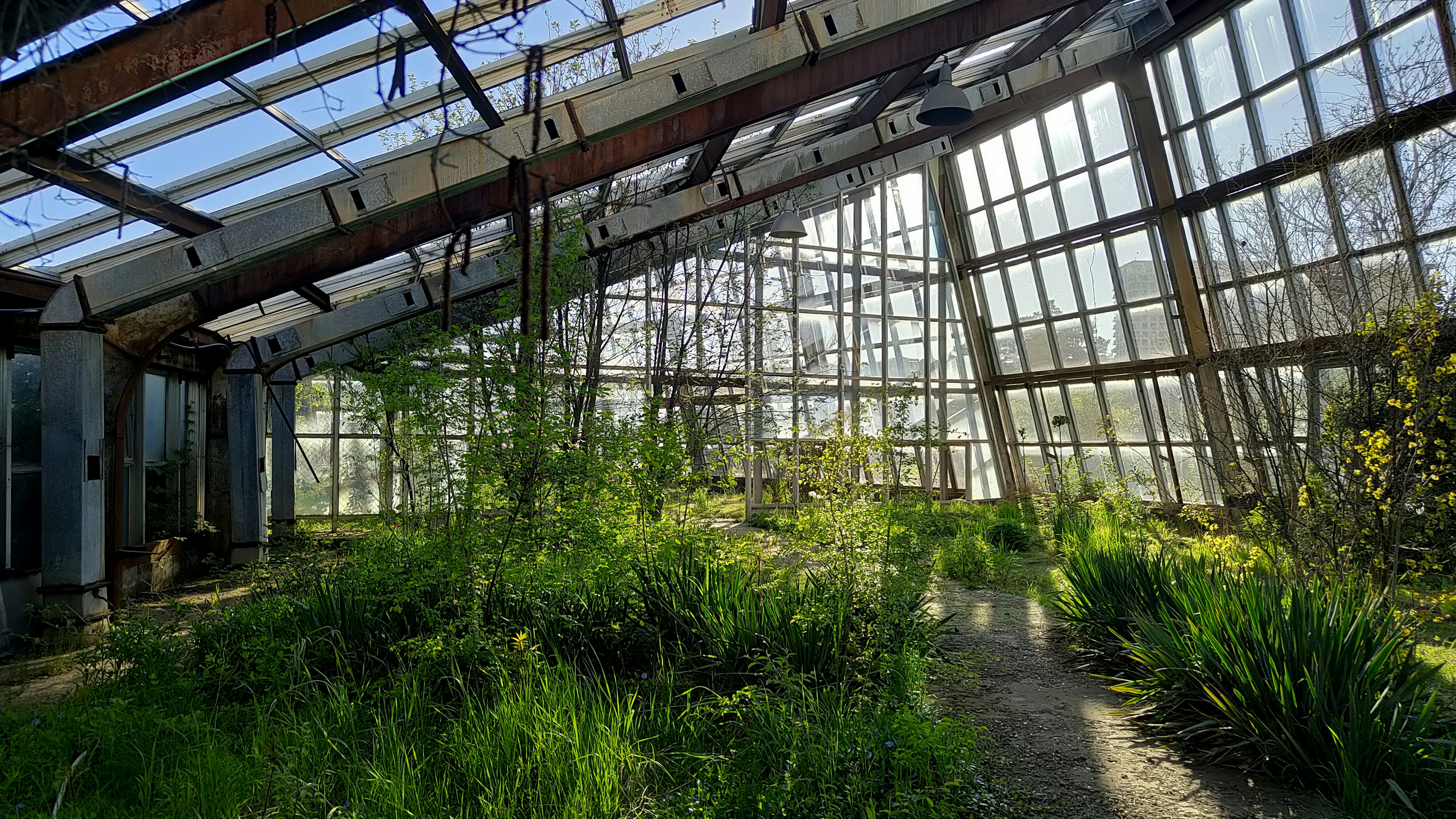 Overgrown Conservatory: Light Through the Glass in Ruin