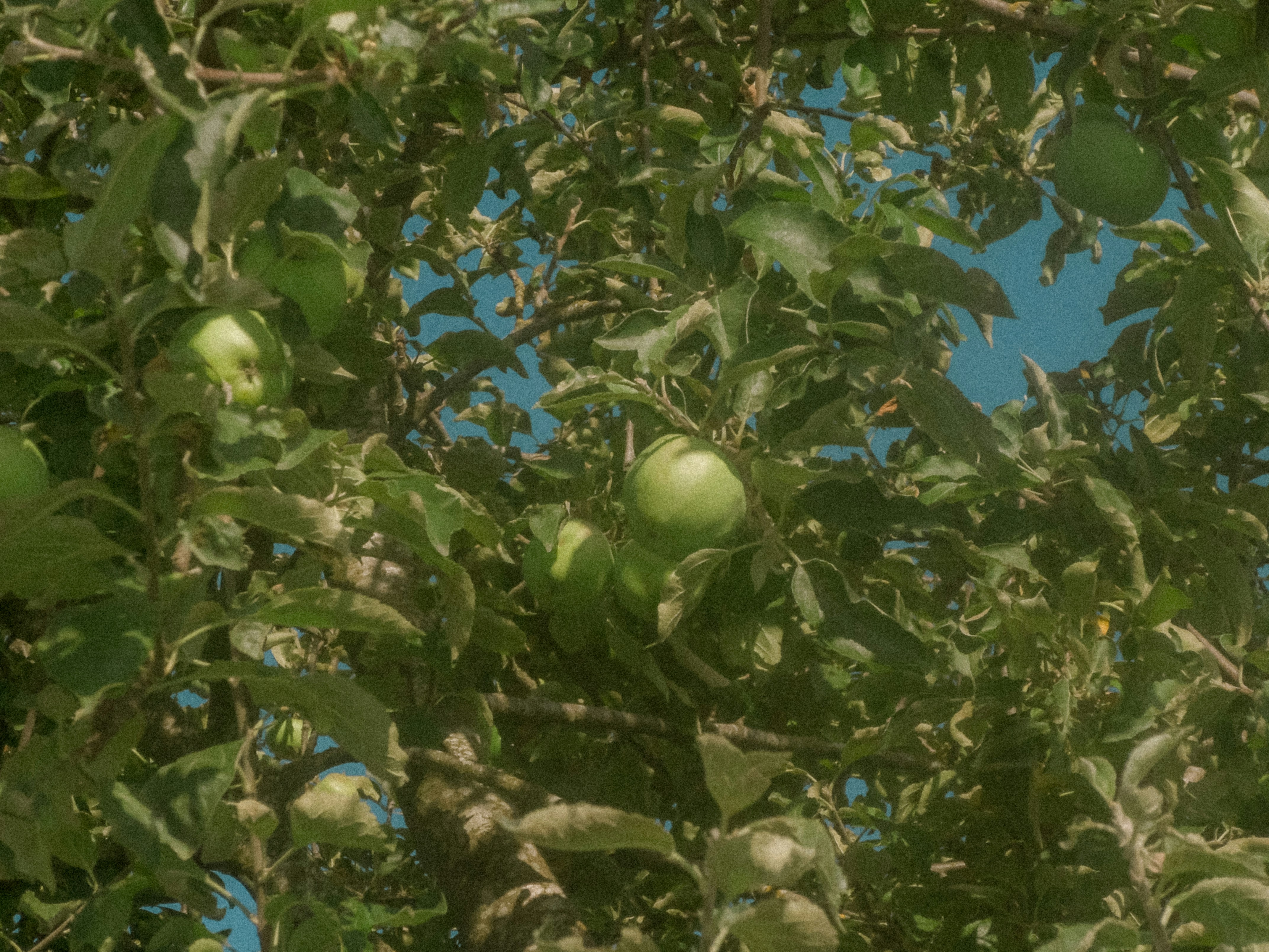 Sun-dappled branches with ripening apples against a blue sky in a dense orchard.