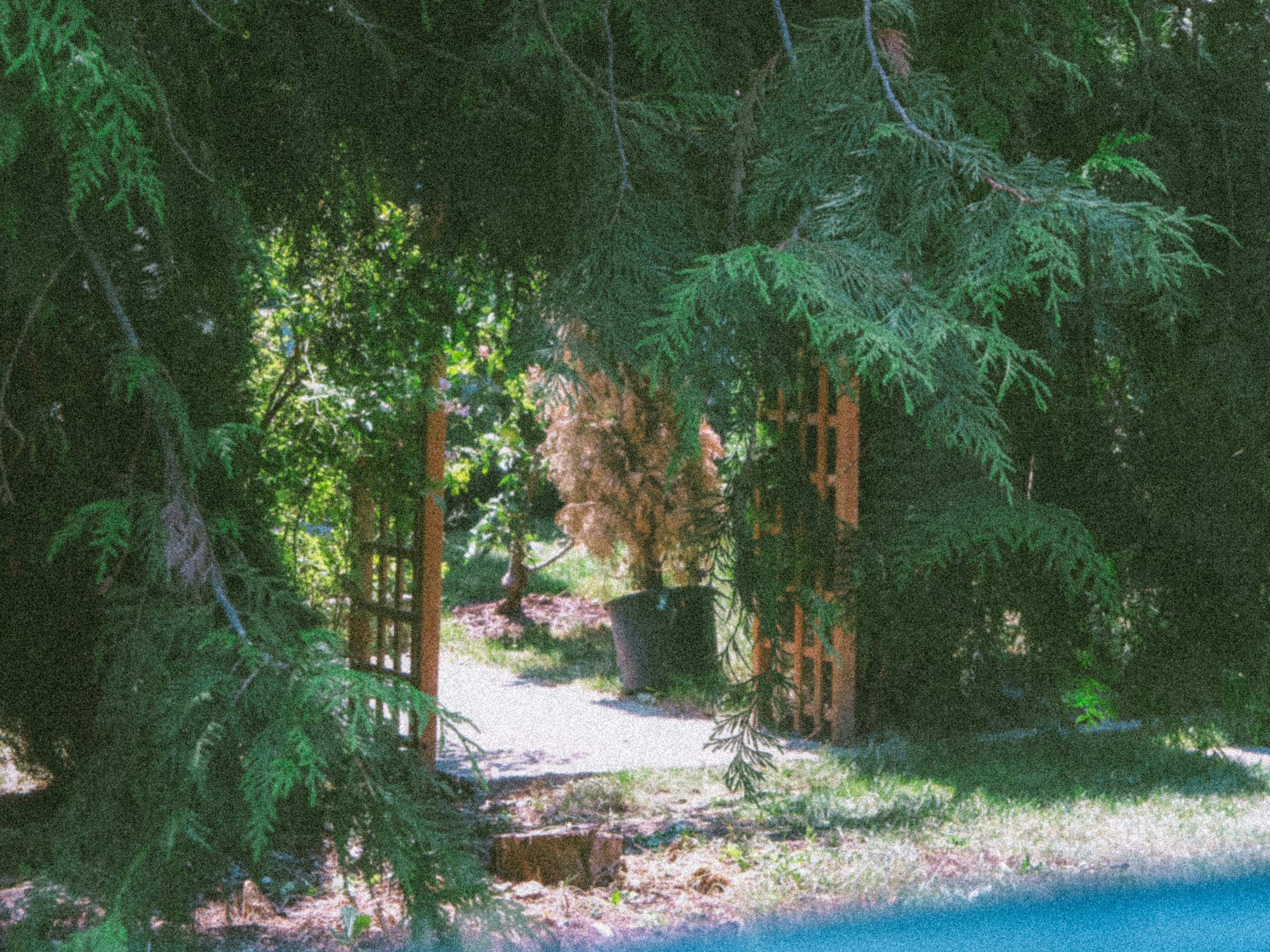 Sunlit path opens through a wooden garden gate framed by overhanging evergreen branches, inviting a quiet retreat beyond the shade. The scene emphasizes a doorway into a sunlit yard.