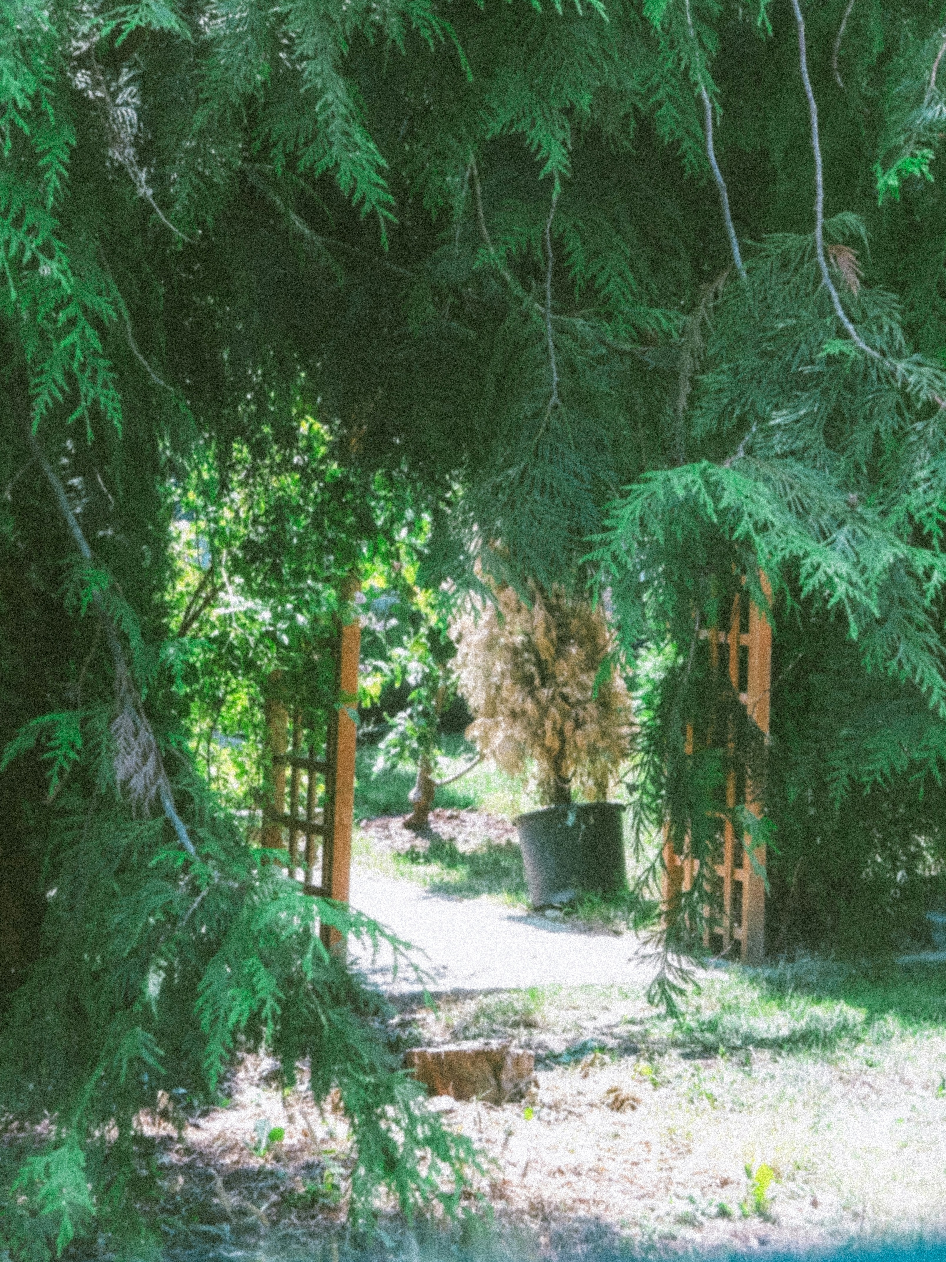 Sunlit garden path opens through a leafy archway, with wooden lattice gates framing a bright opening to a sun-dappled yard.