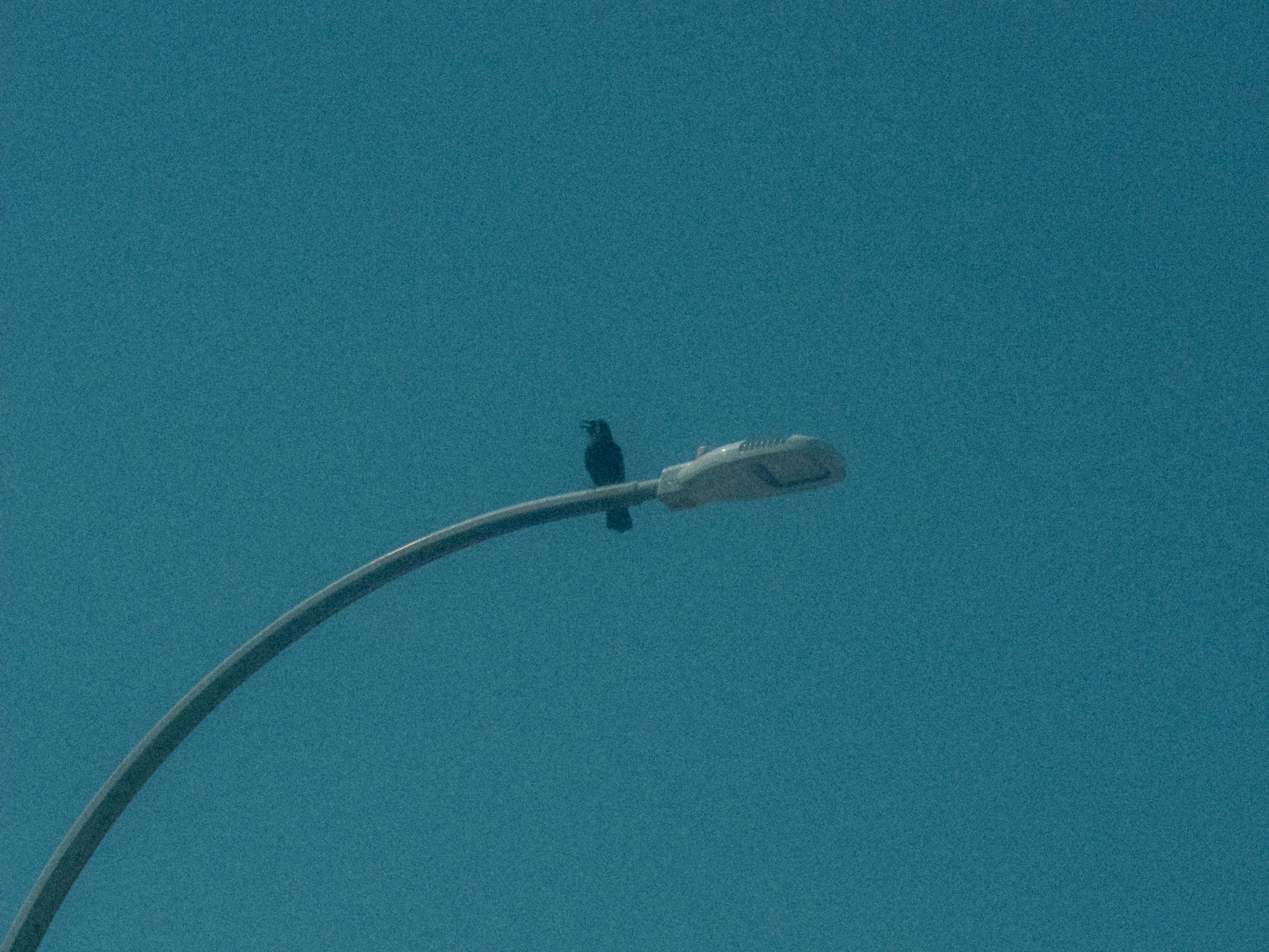 Bird perched near the tip of a curved streetlight against a blue sky background. Simple, minimal scene captured from below, emphasizing silhouette and geometry of the pole.