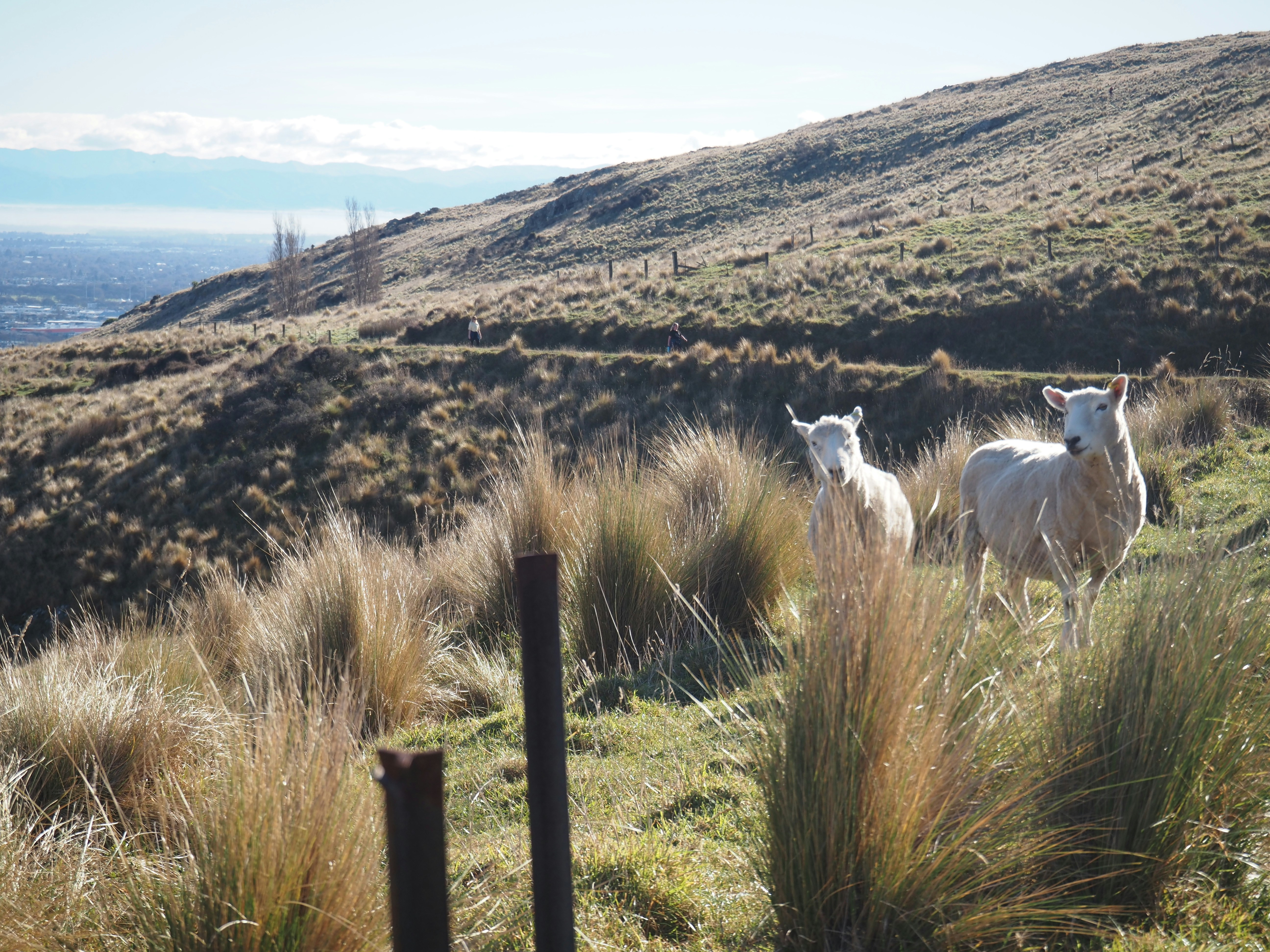 Pasture Dwellers at the Hillcrest Edge