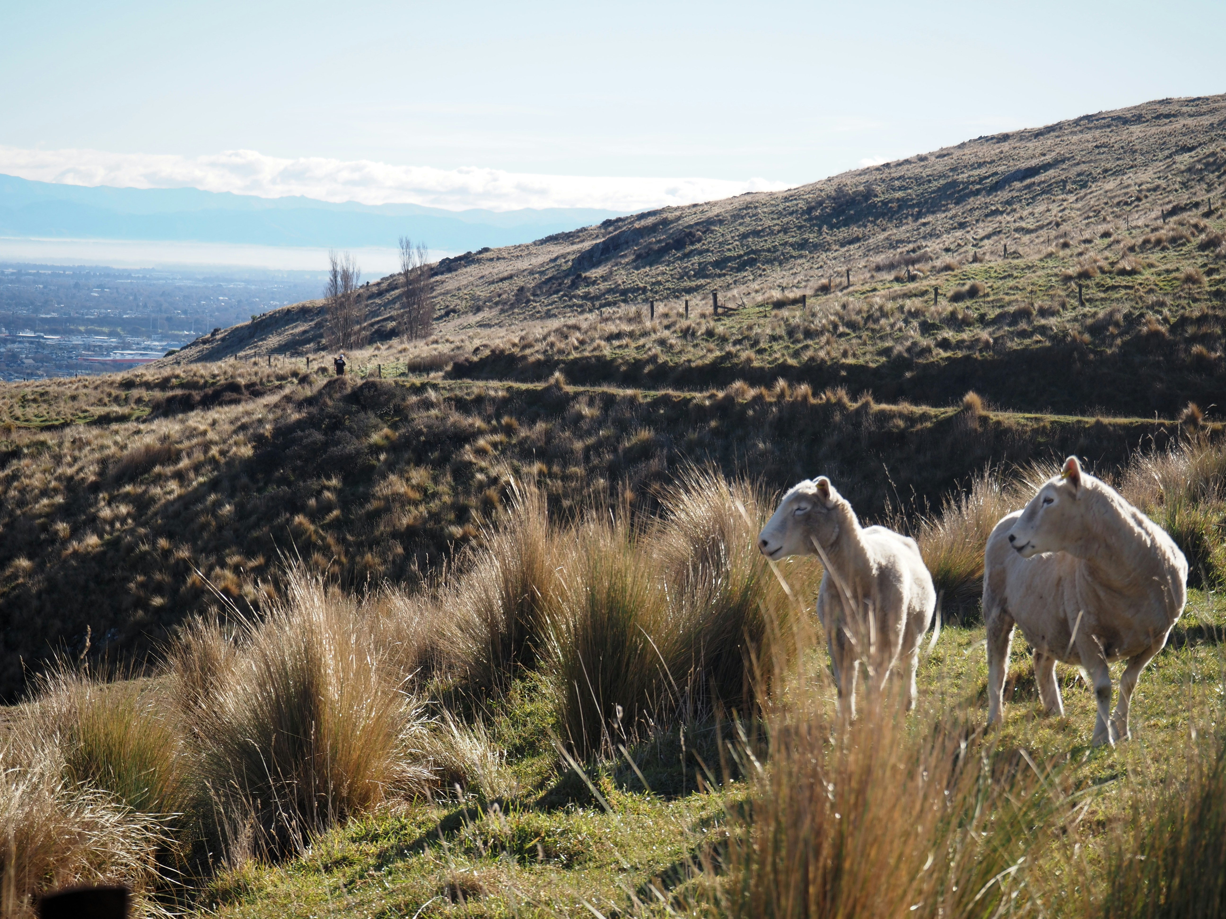 Grazing Duo on a sunlit hillside under a distant horizon