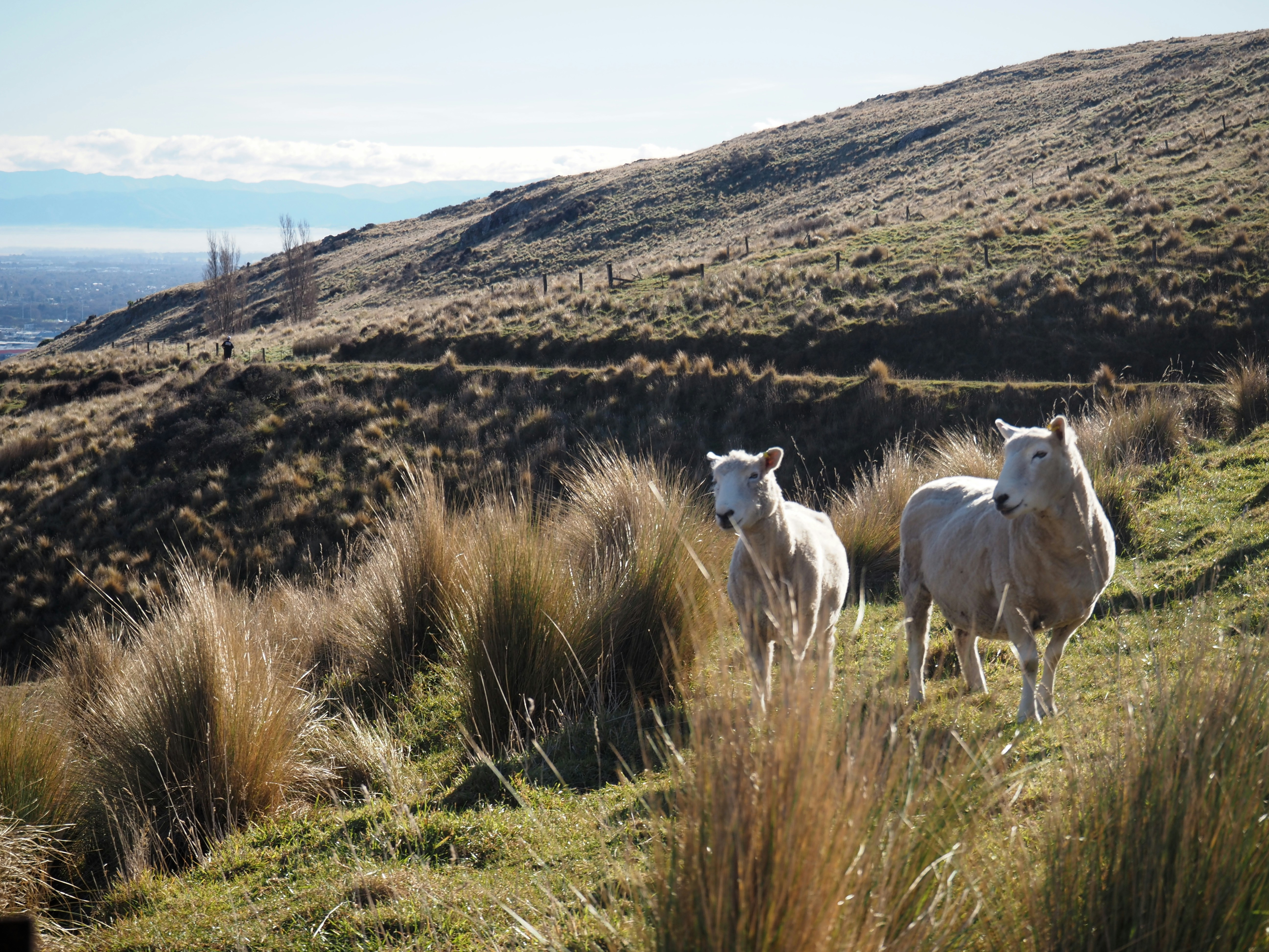 White sheep at grassy hillside under bright sky